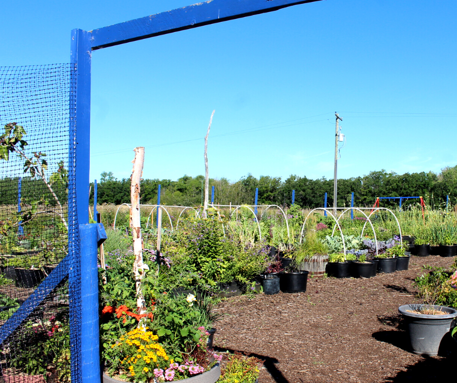 E139: Summer "Minisode" From Dave's Organic Garden at Sage Garden ...
