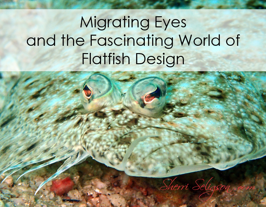 Flatfish Eye Migration