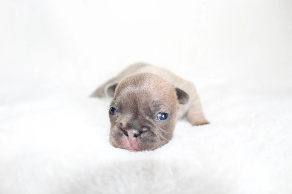 French Bulldog Puppies available now! Delivery to all 50 states. — TOP ...