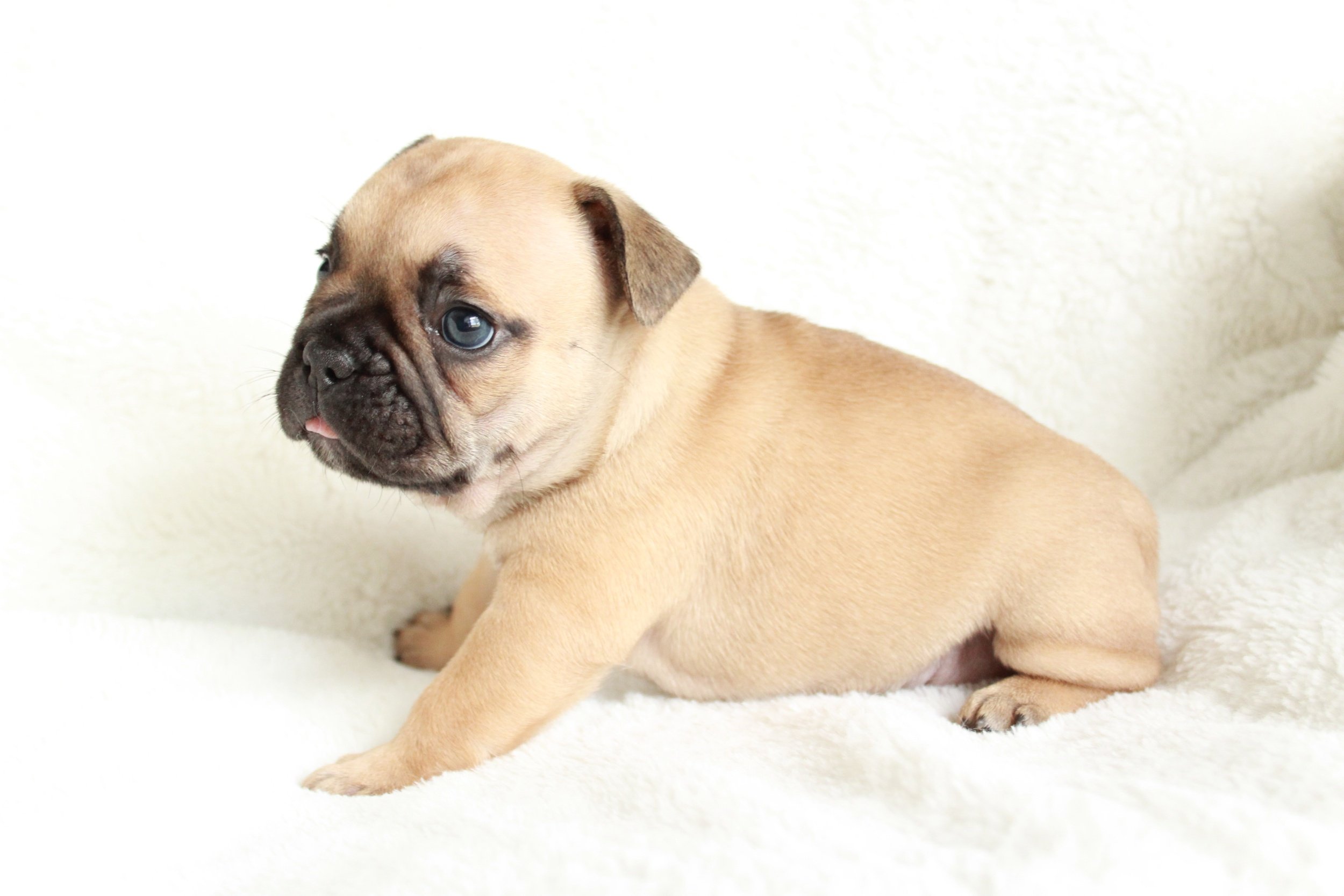 French Bulldog Puppies available now! Delivery to all 50 states. — TOP ...