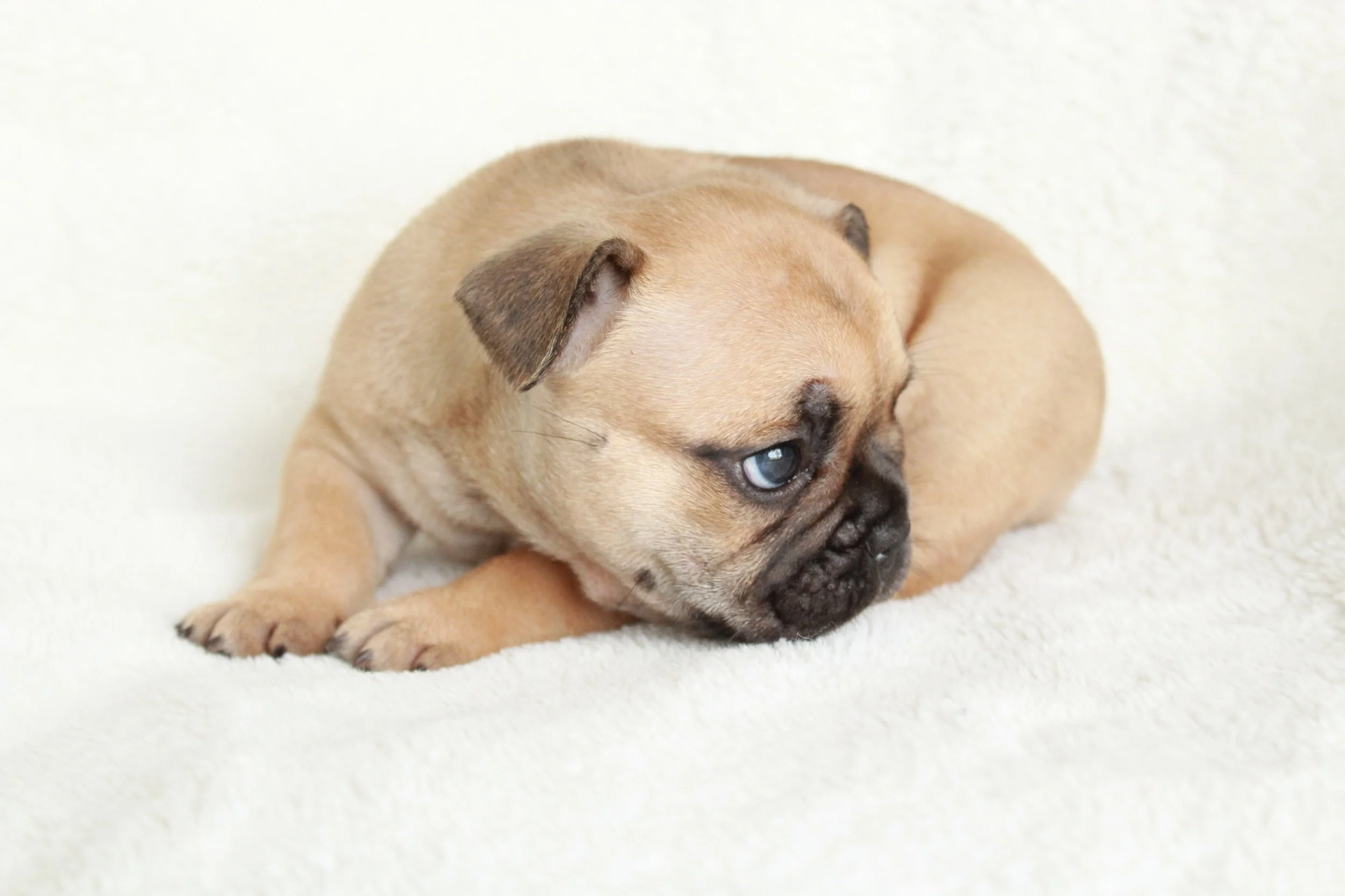 French Bulldog Puppies available now! Delivery to all 50 states. — TOP ...