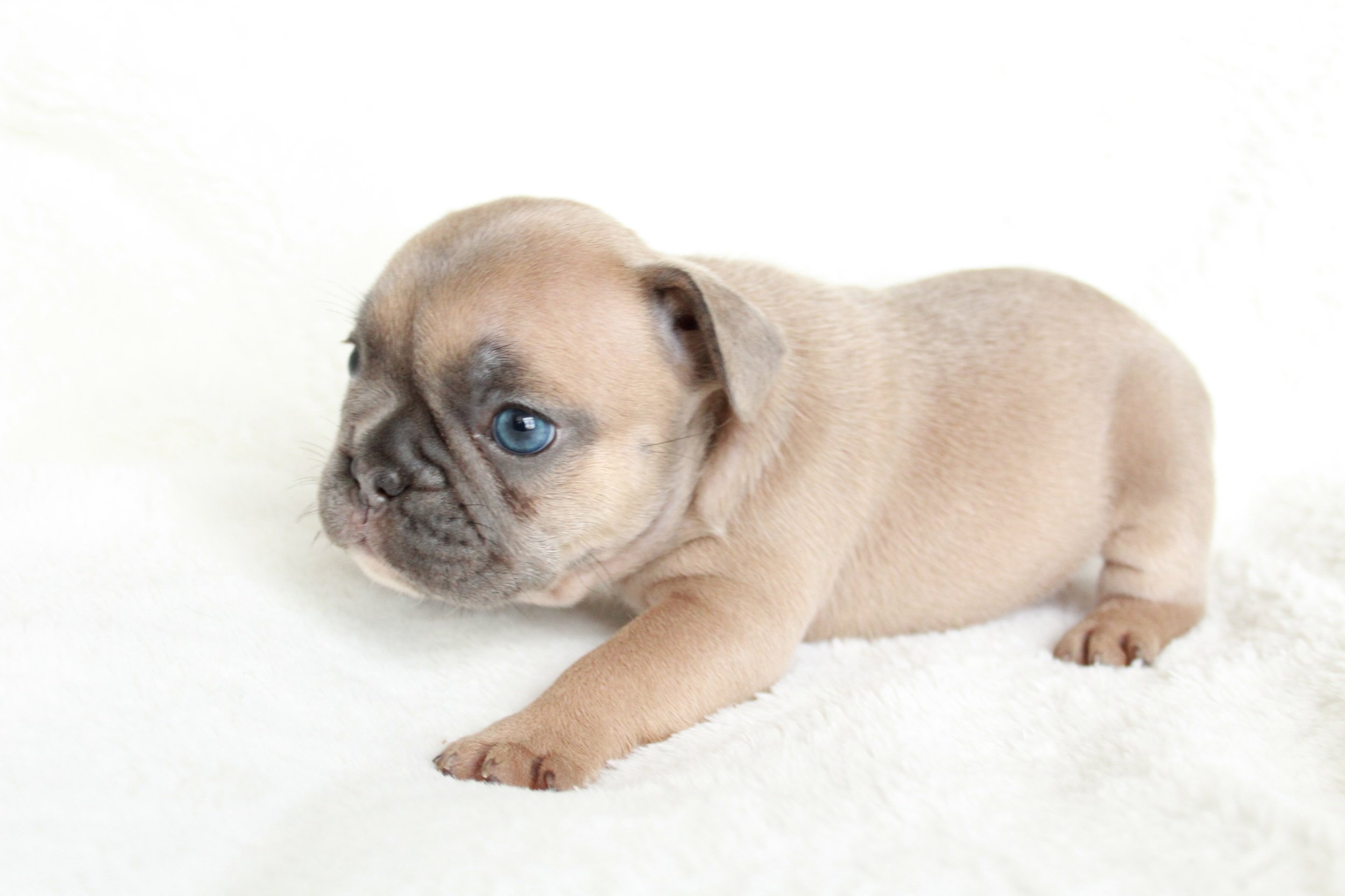 French Bulldog Puppies available now! Delivery to all 50 states. — TOP ...