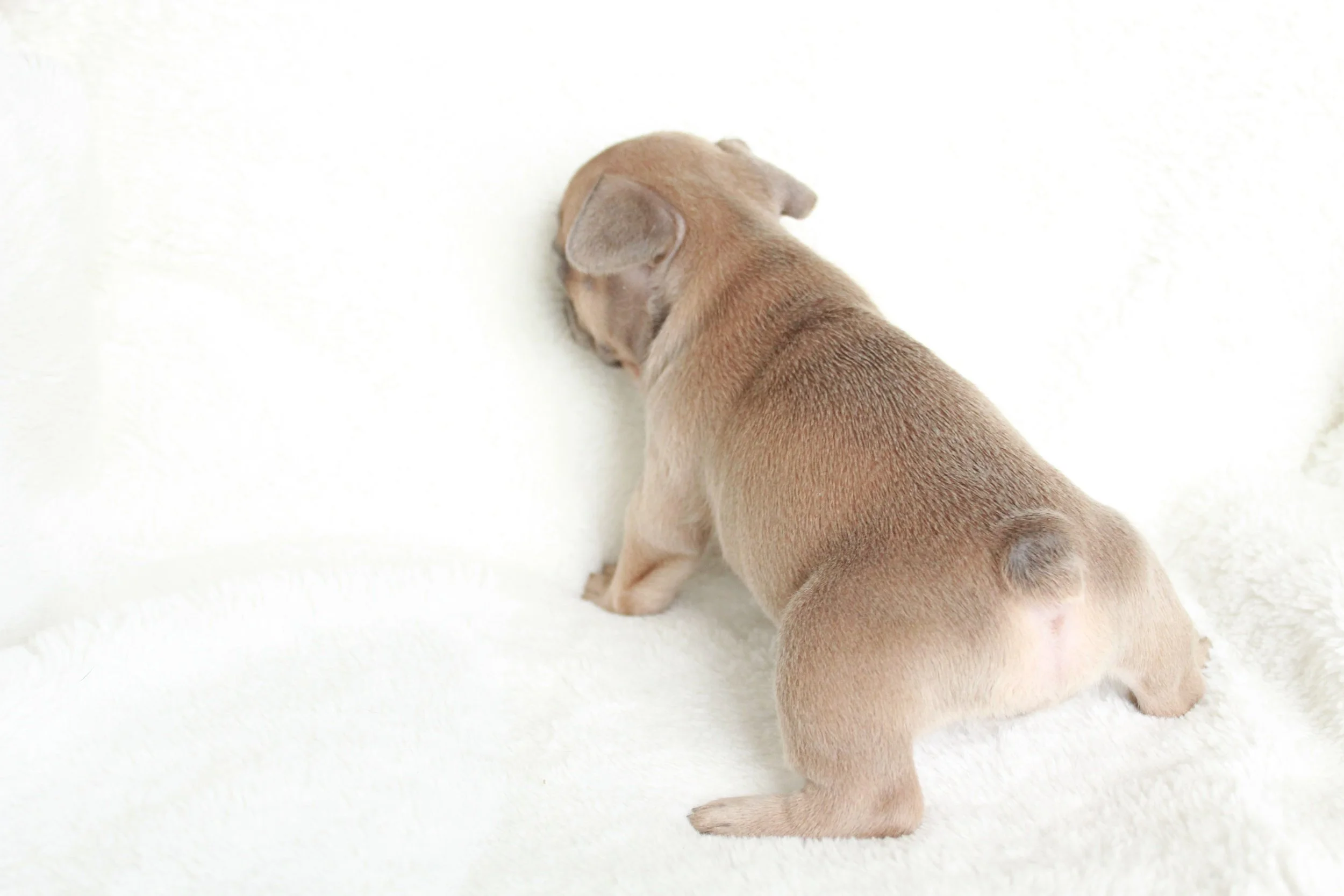French Bulldog Puppies available now! Delivery to all 50 states. — TOP ...