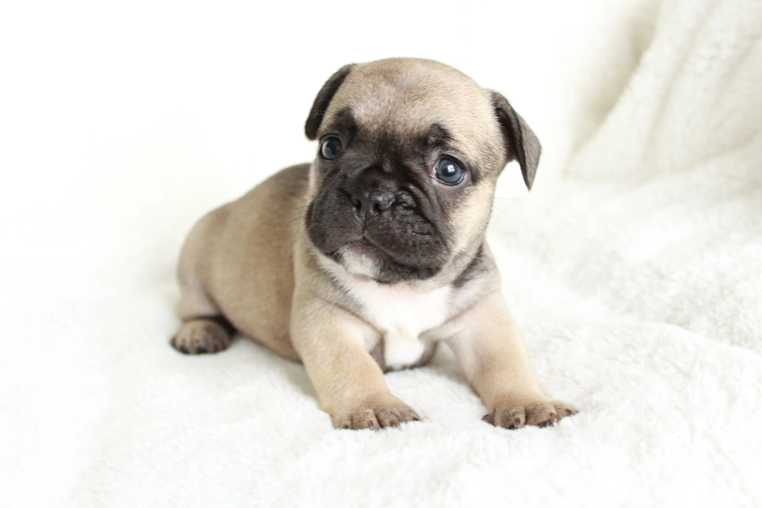 French Bulldog Puppies available now! Delivery to all 50 states. — TOP ...