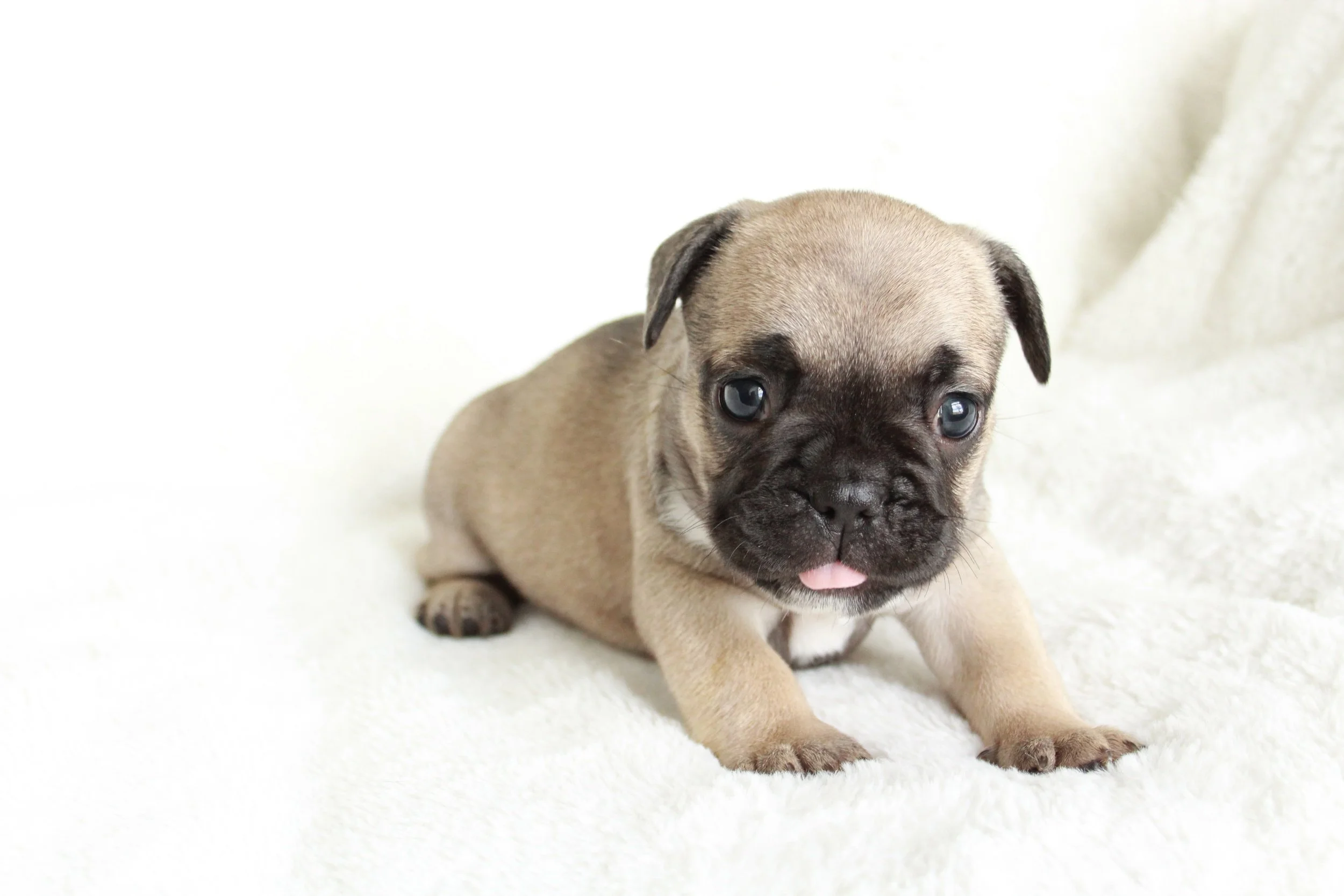 French Bulldog Puppies available now! Delivery to all 50 states. — TOP ...