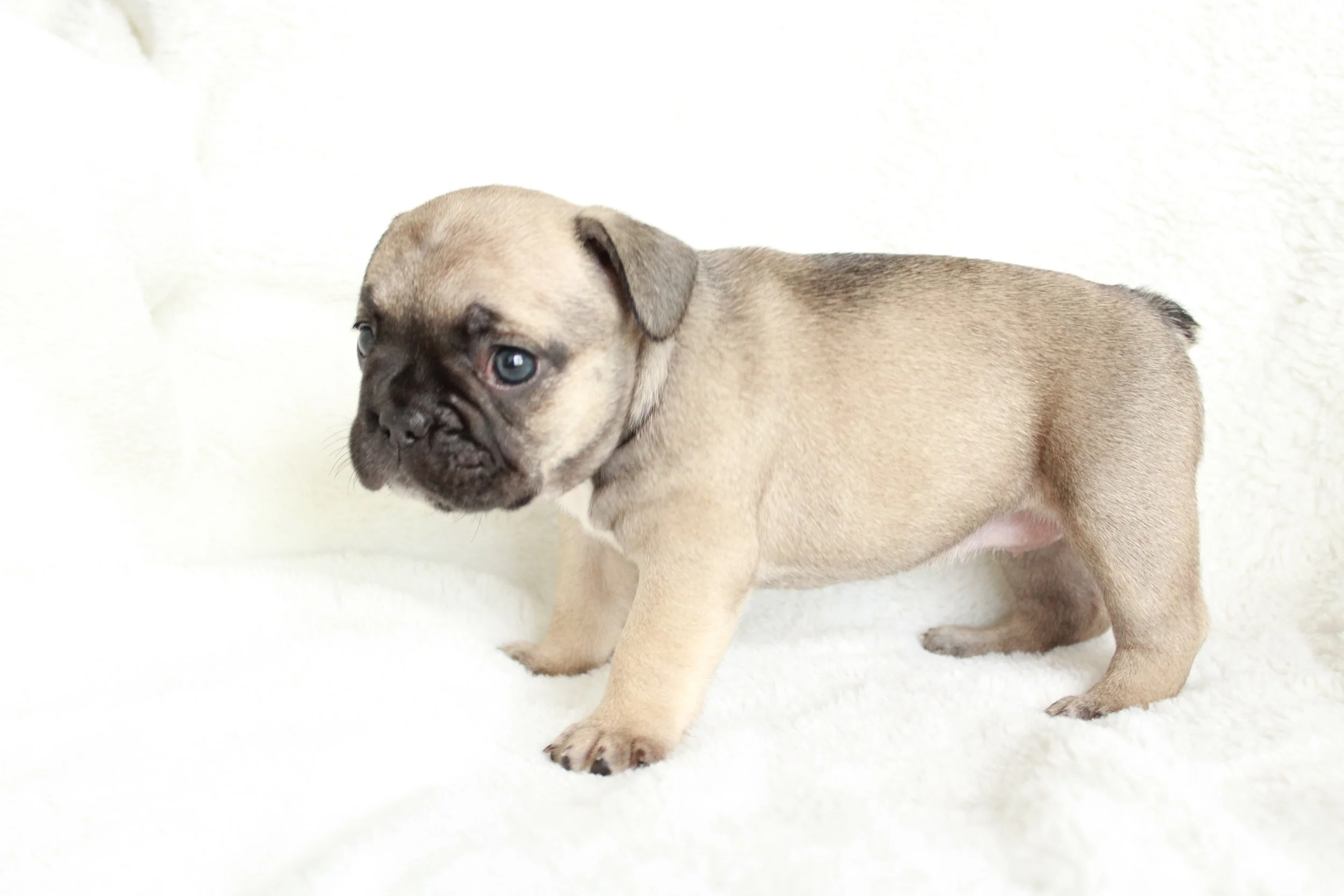 French Bulldog Puppies available now! Delivery to all 50 states. — TOP ...