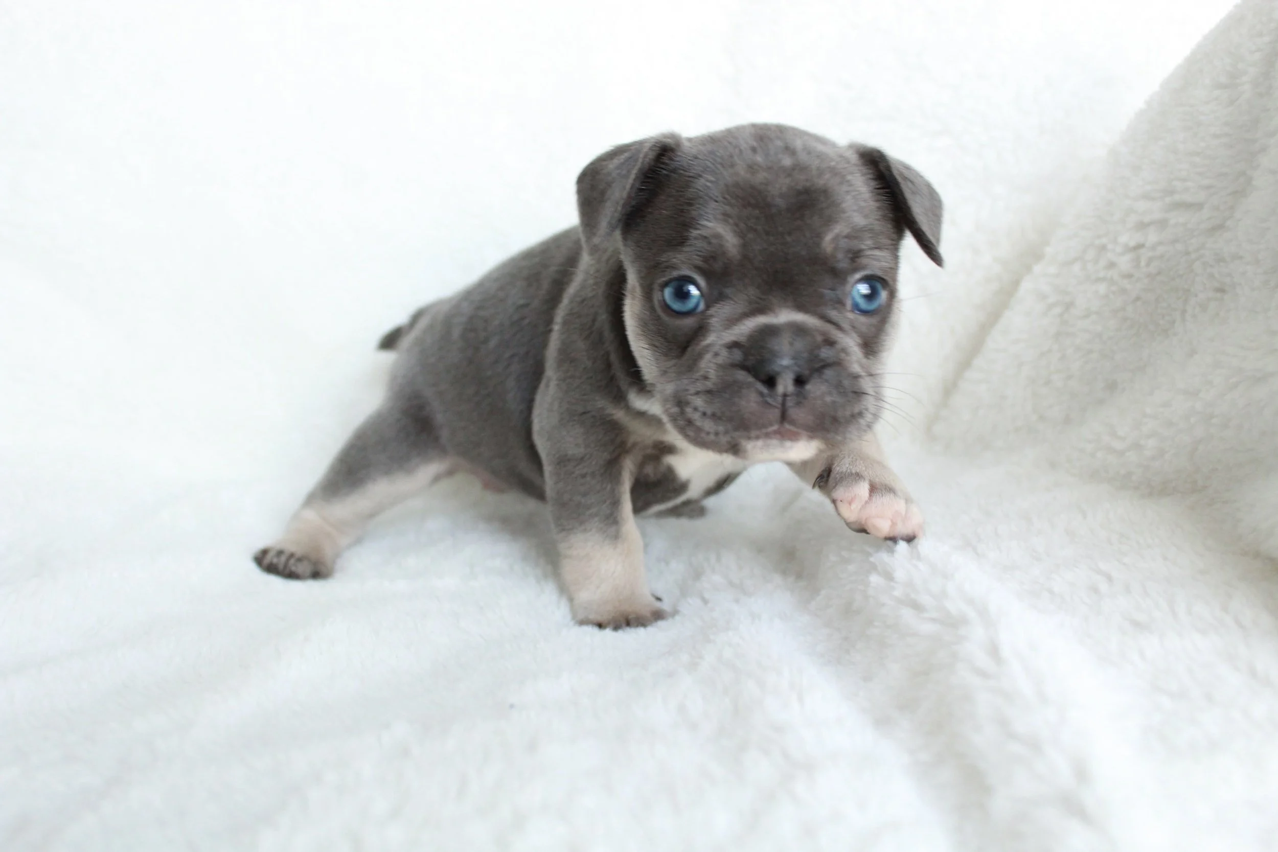 French Bulldog Puppies available now! Delivery to all 50 states. — TOP ...
