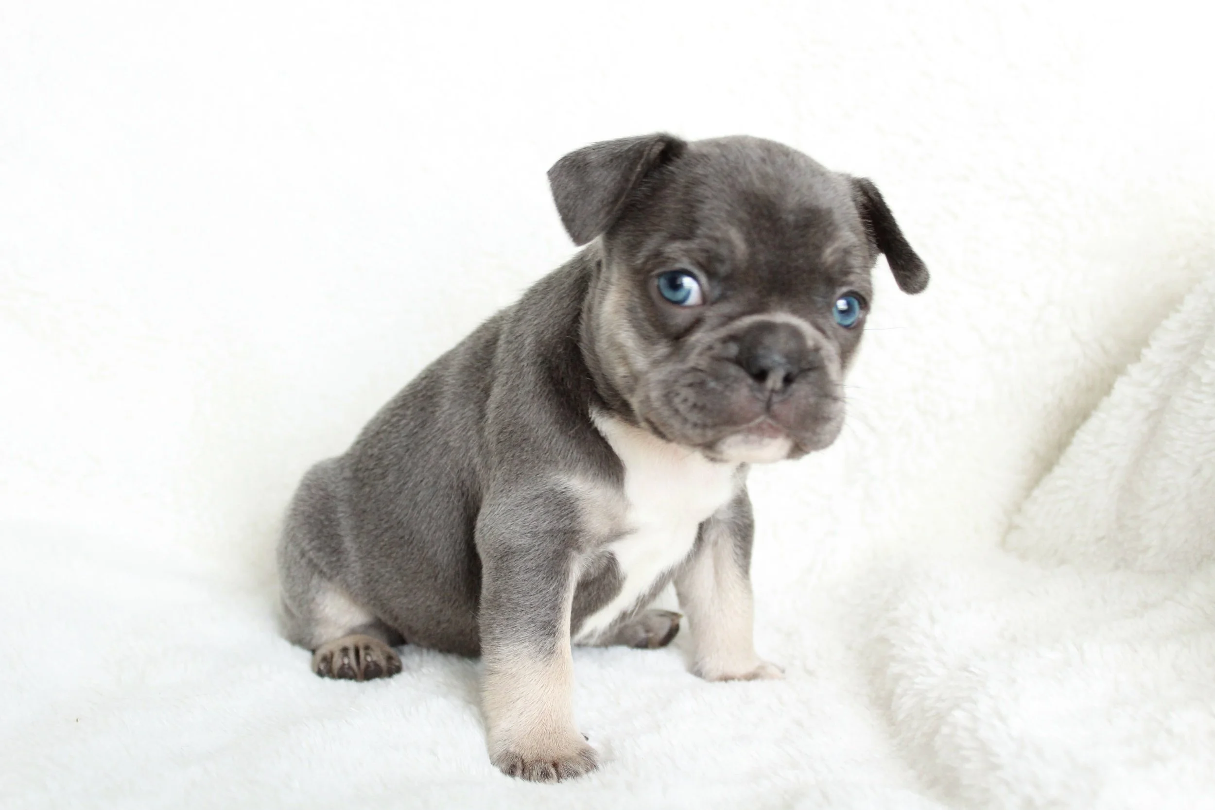 French Bulldog Puppies available now! Delivery to all 50 states. — TOP ...