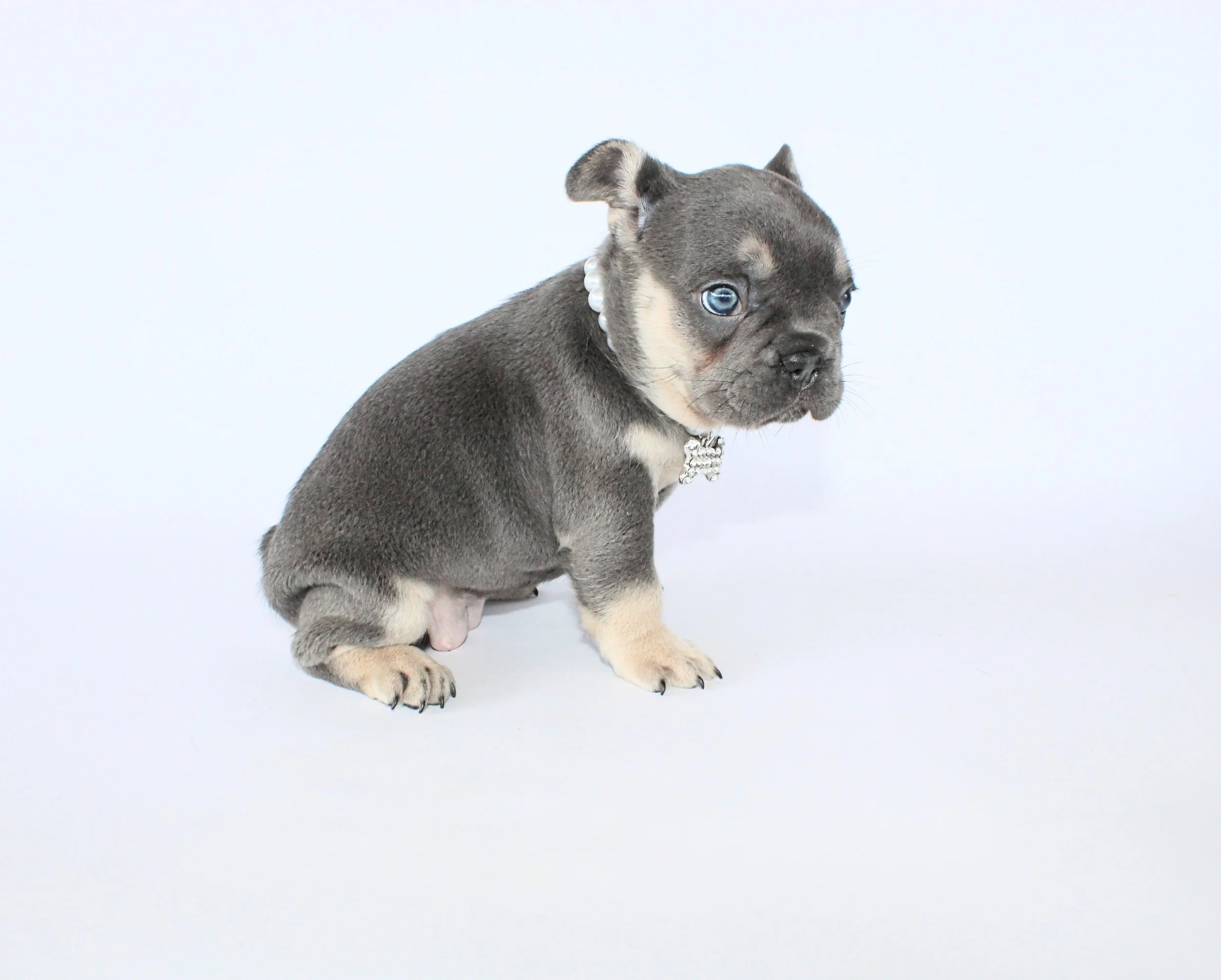 French Bulldog Puppies available now! Delivery to all 50 states. — TOP ...