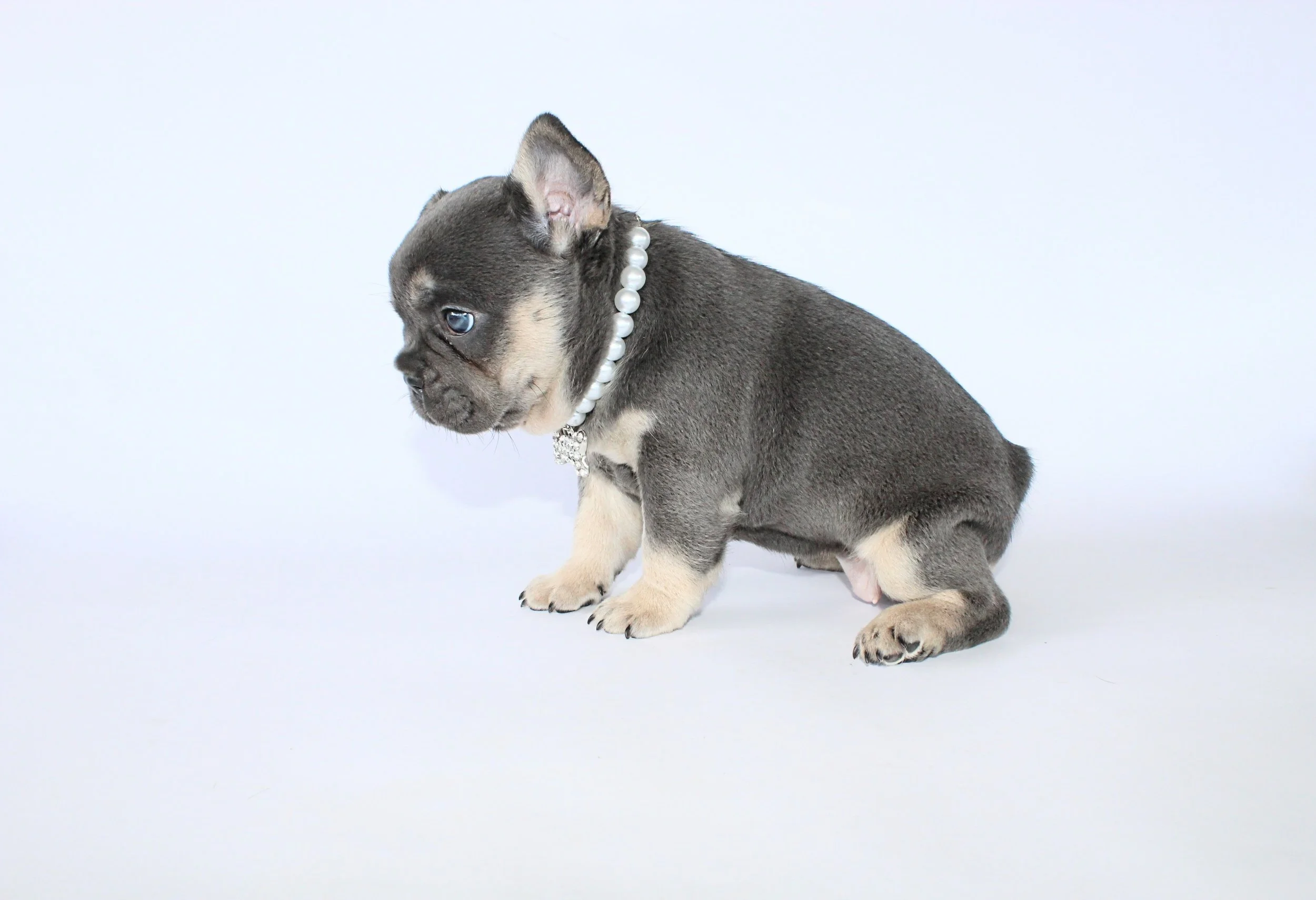 French Bulldog Puppies available now! Delivery to all 50 states. — TOP ...