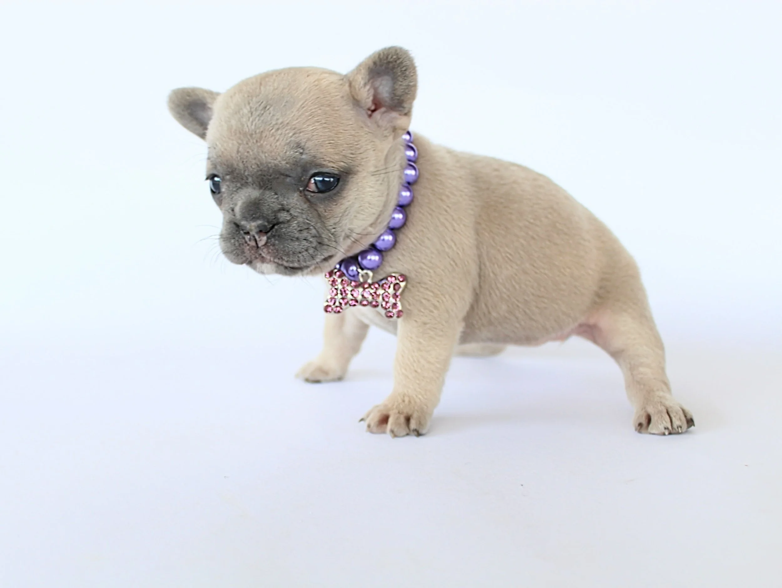 French Bulldog Puppies available now! Delivery to all 50 states. — TOP ...