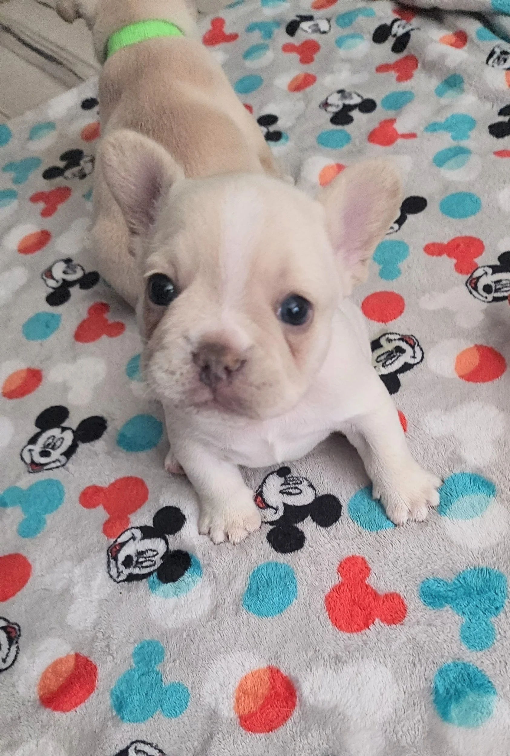 French Bulldog Puppies available now! Delivery to all 50 states. — TOP ...