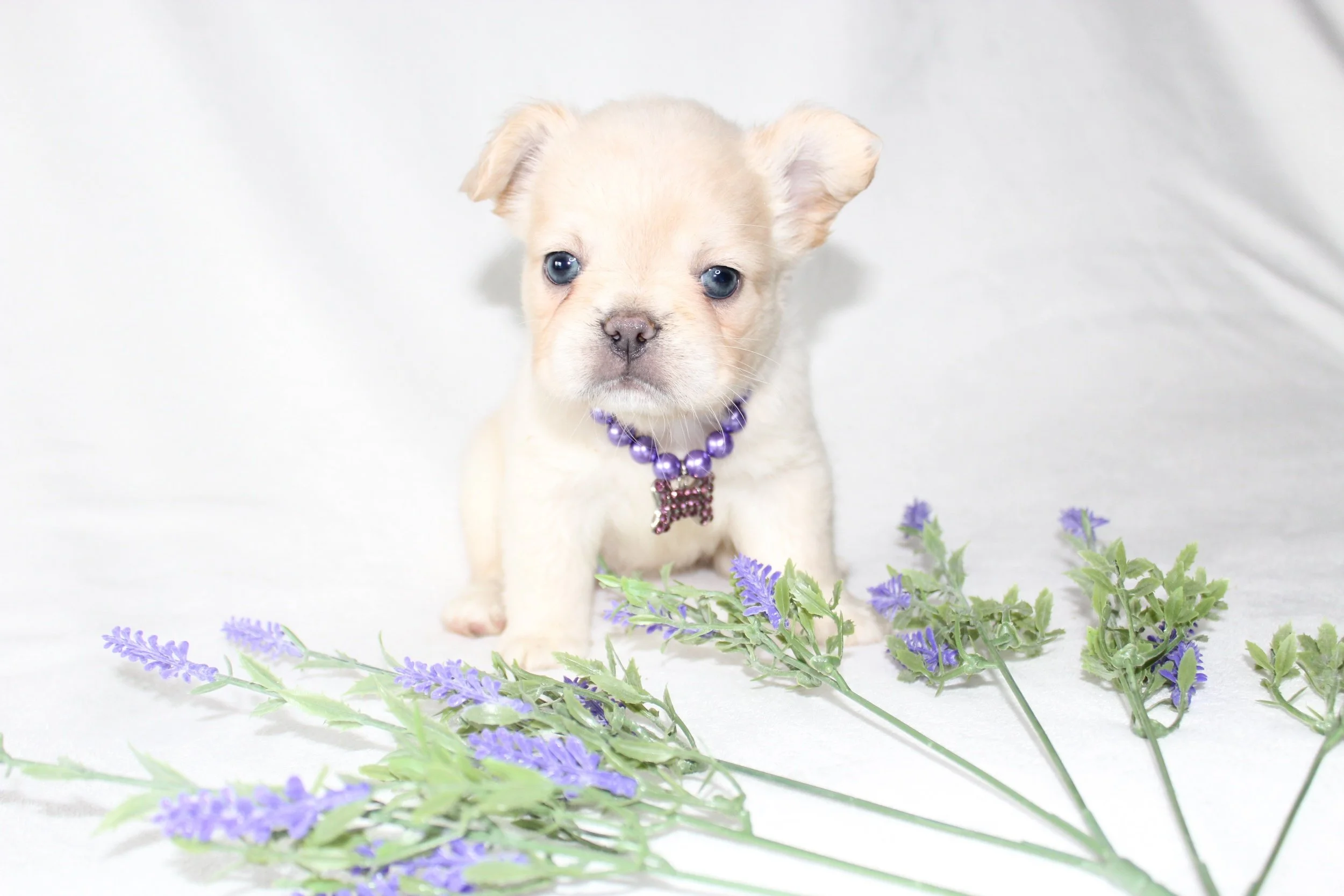 French Bulldog Puppies available now! Delivery to all 50 states. — TOP ...