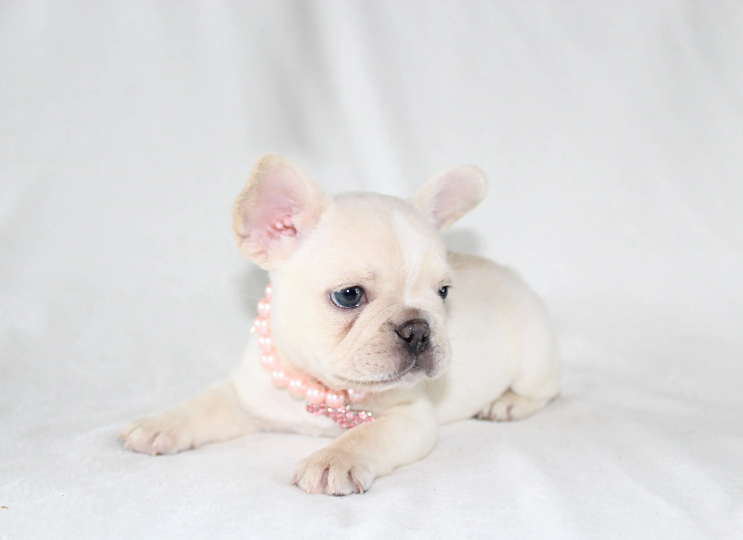 French Bulldog Puppies available now! Delivery to all 50 states. — TOP ...