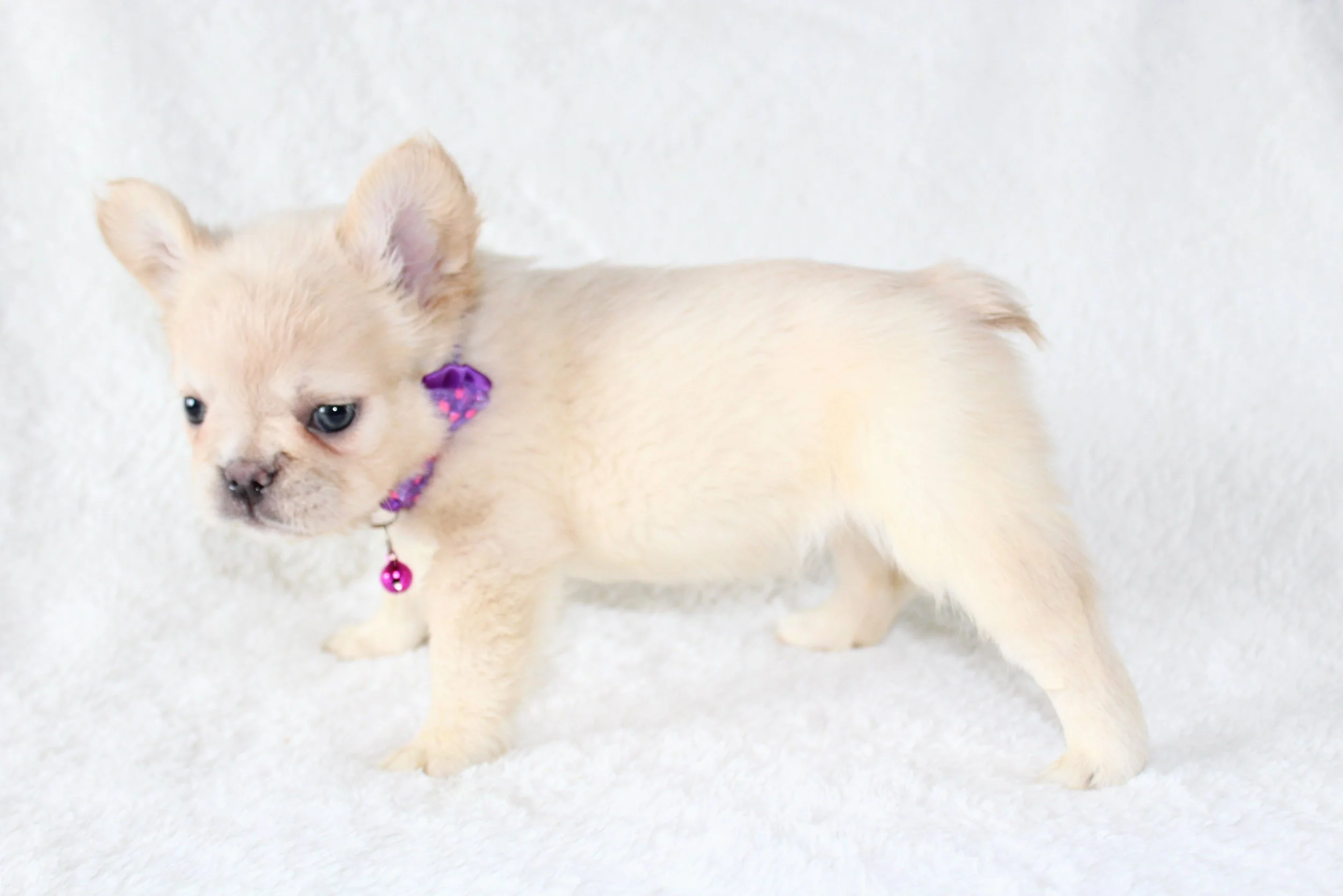 French Bulldog Puppies available now! Delivery to all 50 states. — TOP ...