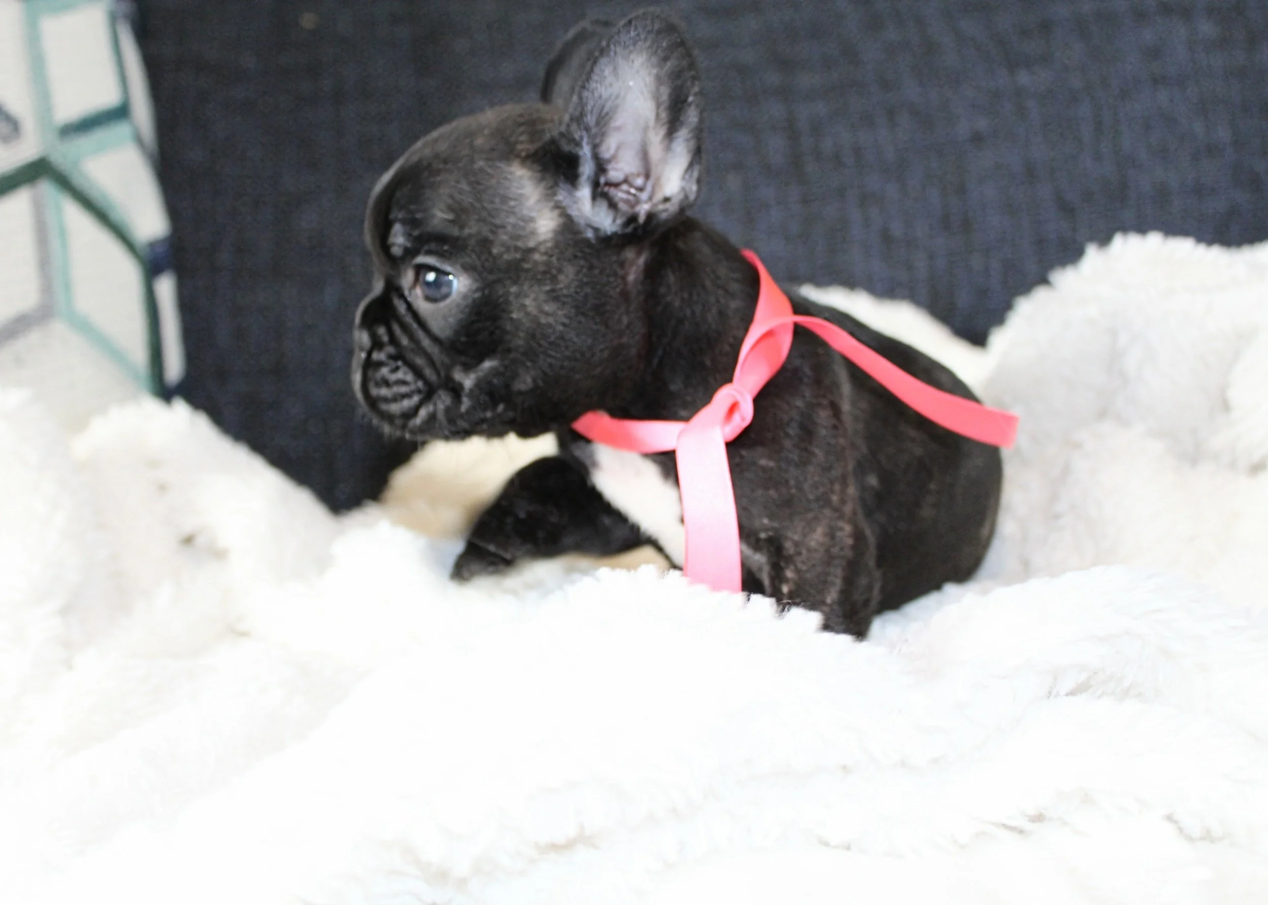 French Bulldog Puppies available now! Delivery to all 50 states. — TOP ...