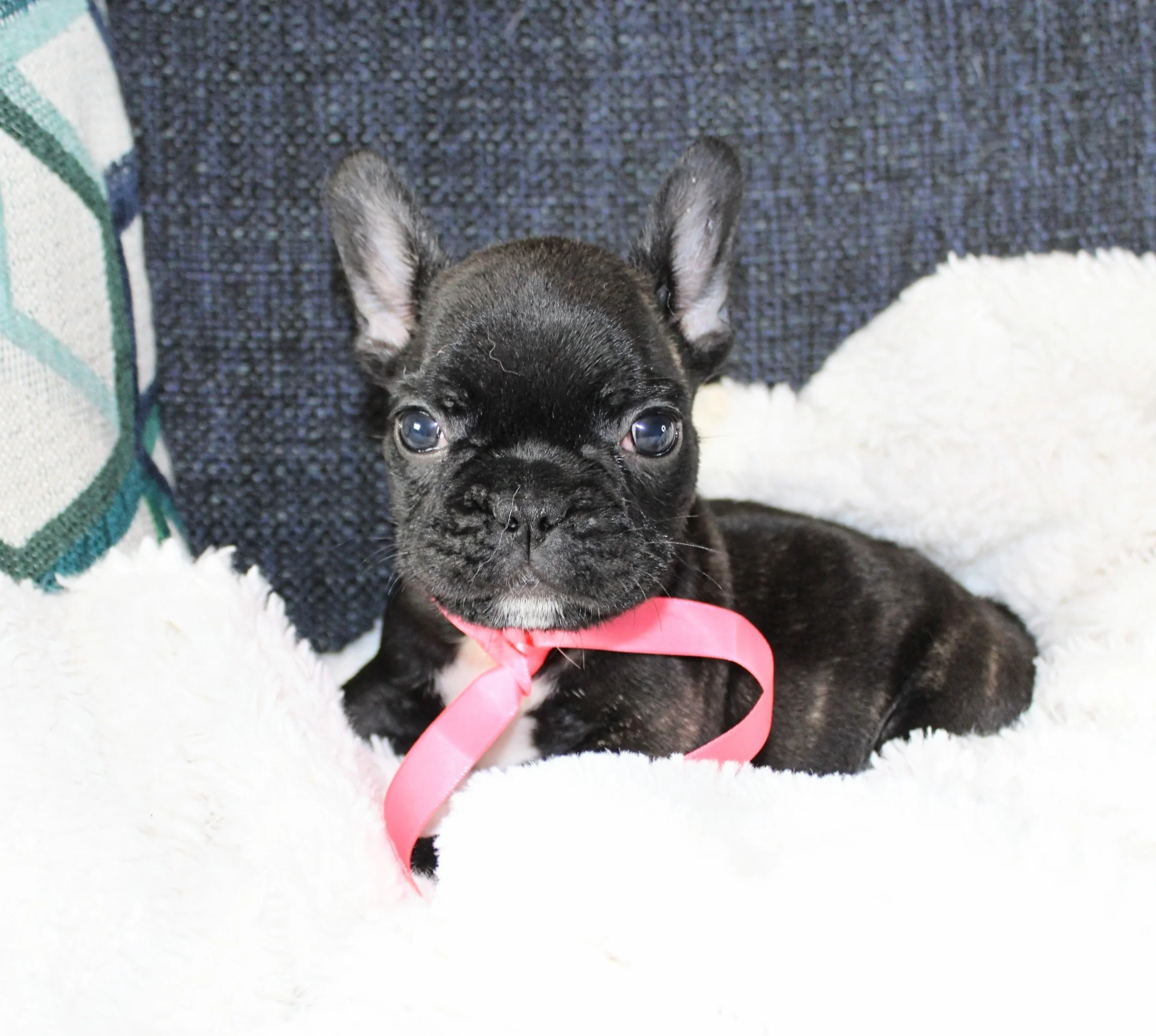 French Bulldog Puppies available now! Delivery to all 50 states. — TOP ...