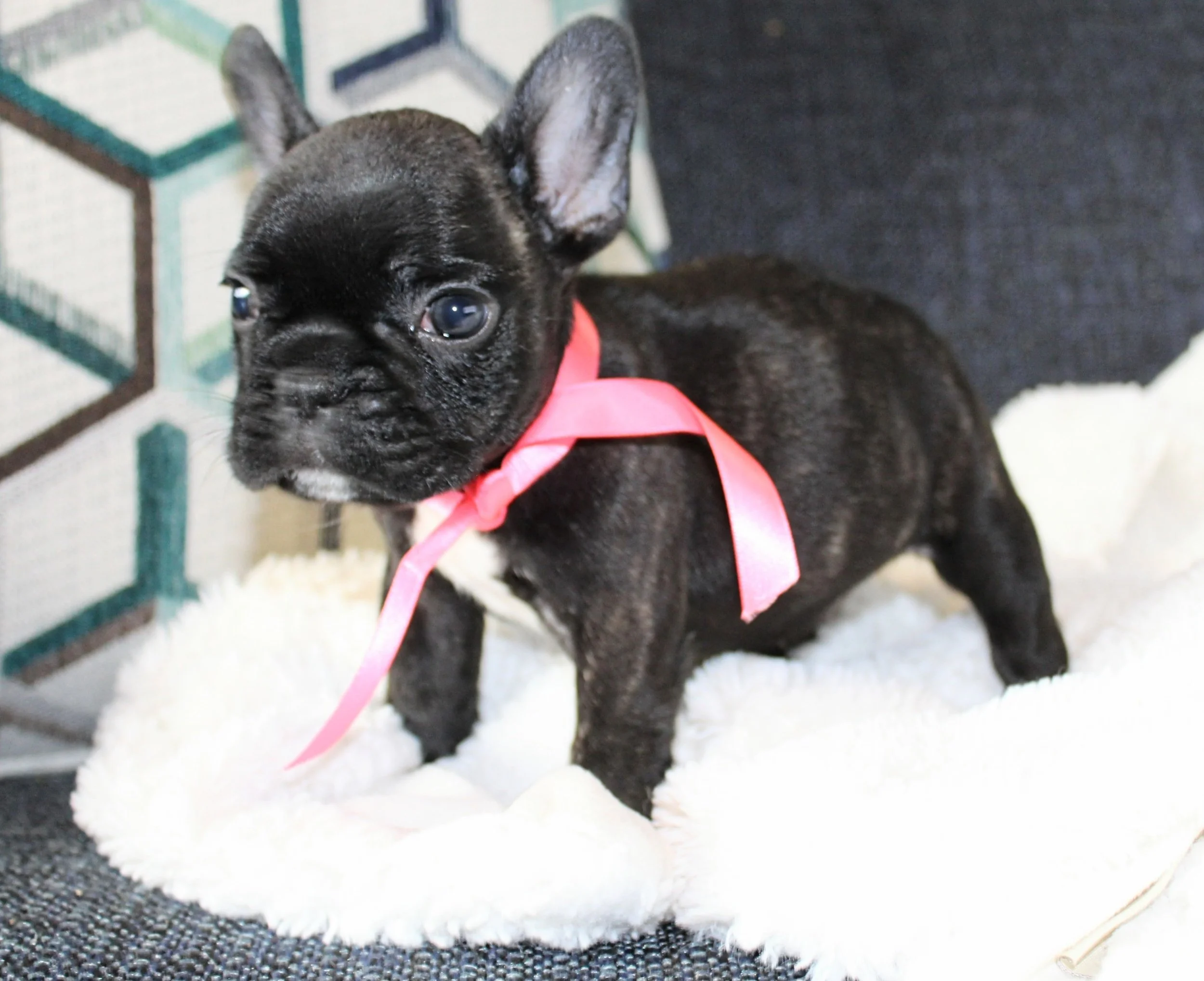 French Bulldog Puppies available now! Delivery to all 50 states. — TOP ...