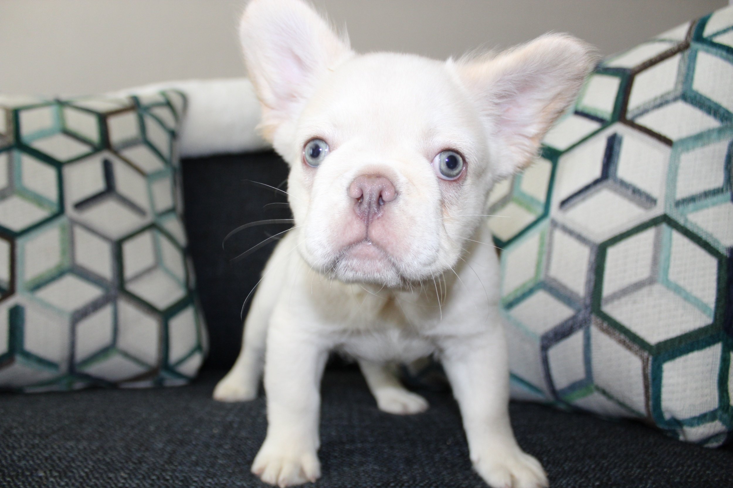 French Bulldog Puppies available now! Delivery to all 50 states. — TOP ...