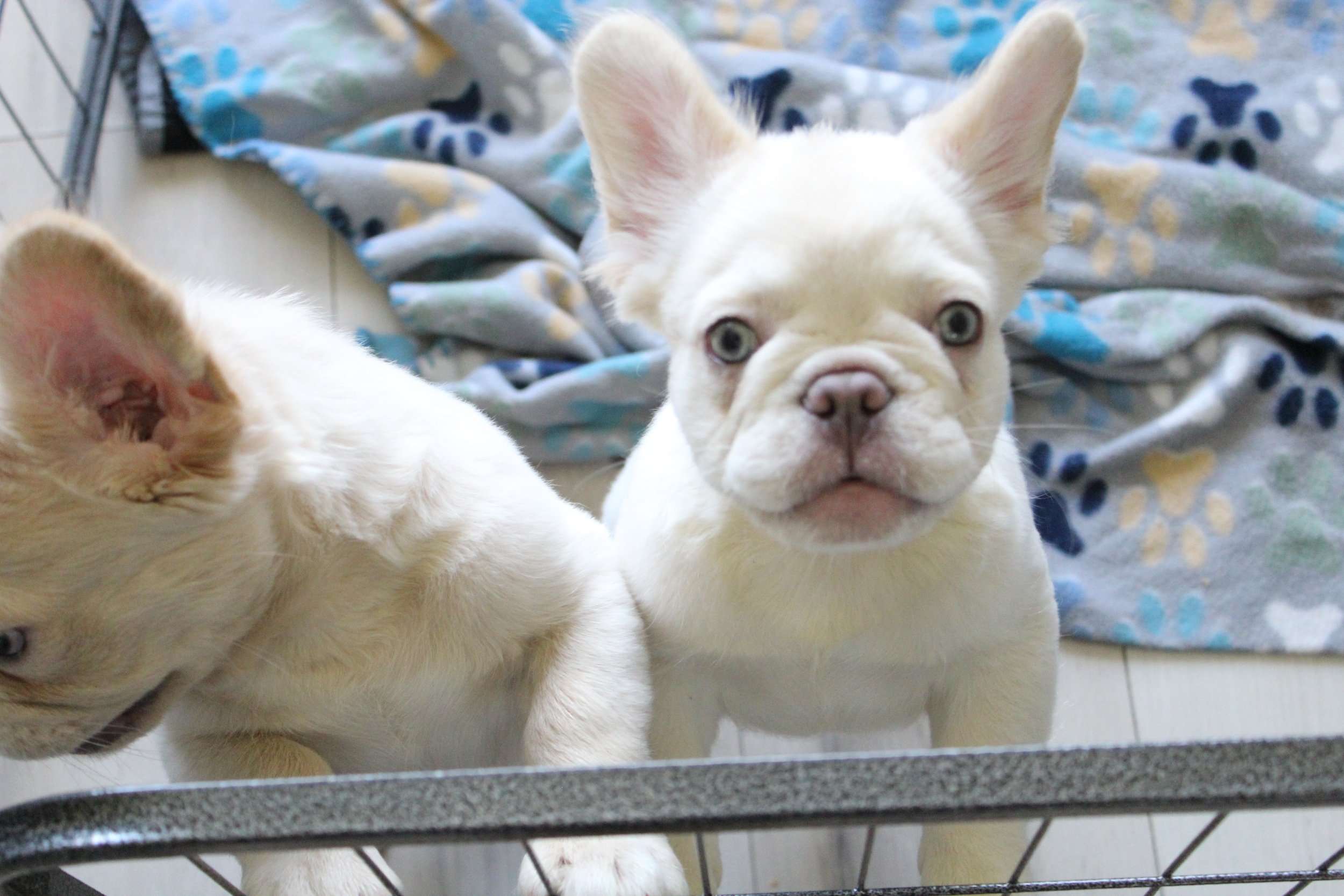 French Bulldog Puppies available now! Delivery to all 50 states. — TOP ...