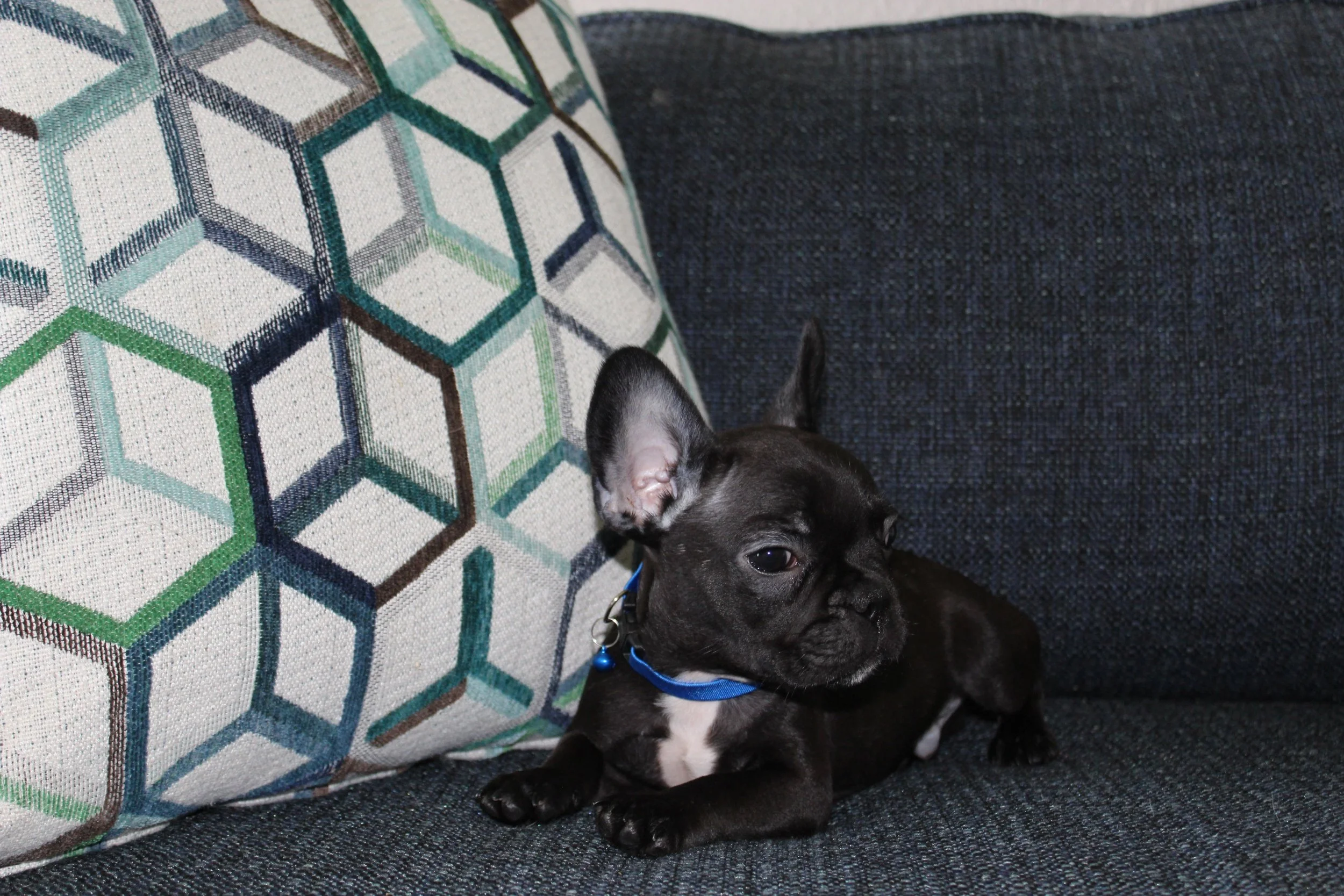 French Bulldog Puppies available now! Delivery to all 50 states. — TOP ...