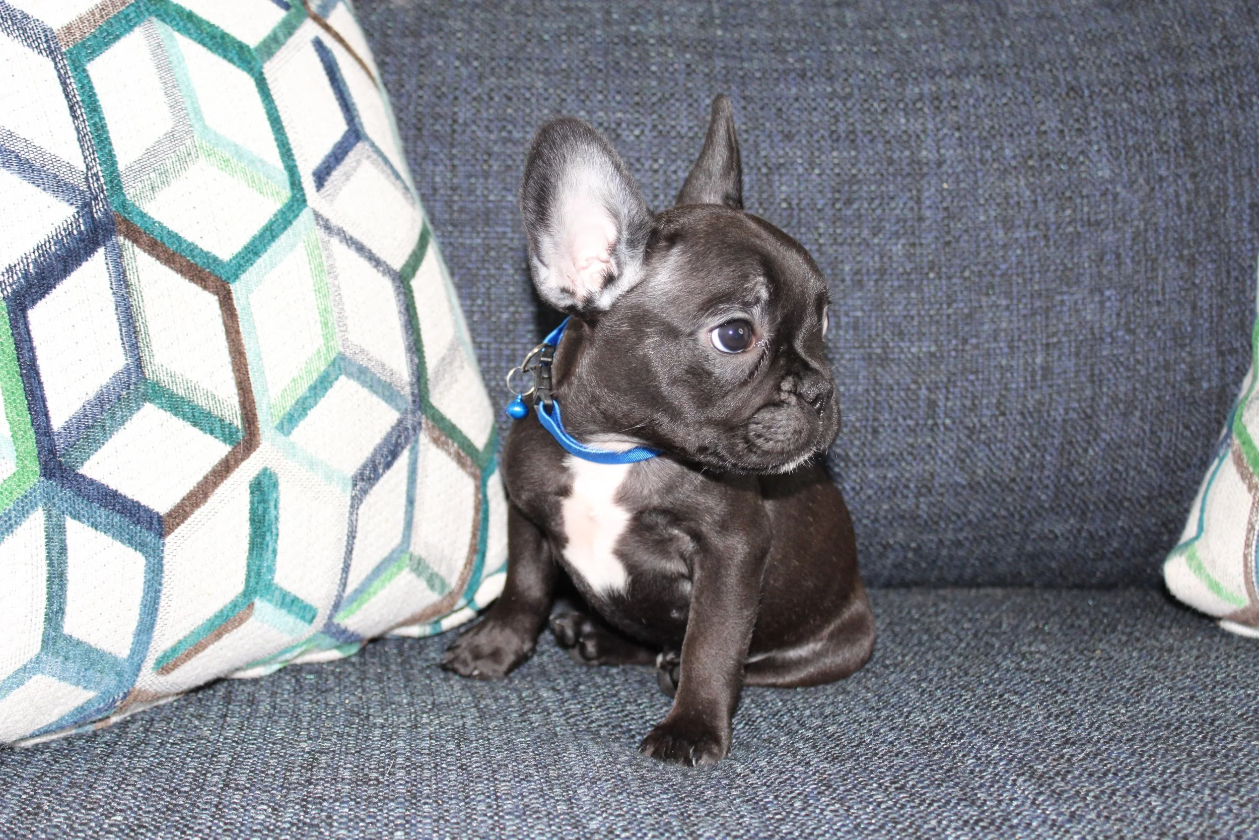 French Bulldog Puppies available now! Delivery to all 50 states. — TOP ...