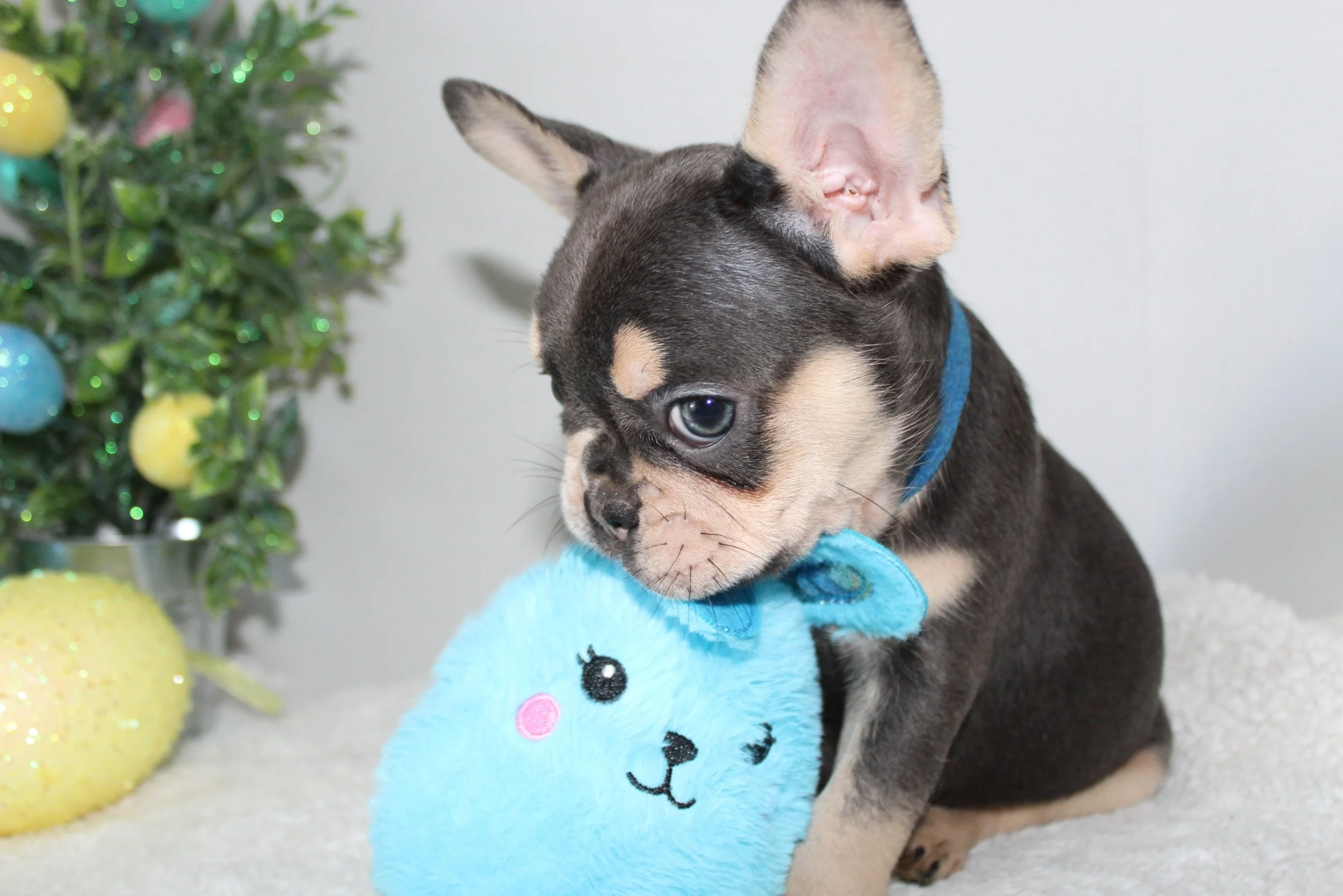 French Bulldog Puppies available now! Delivery to all 50 states. — TOP ...