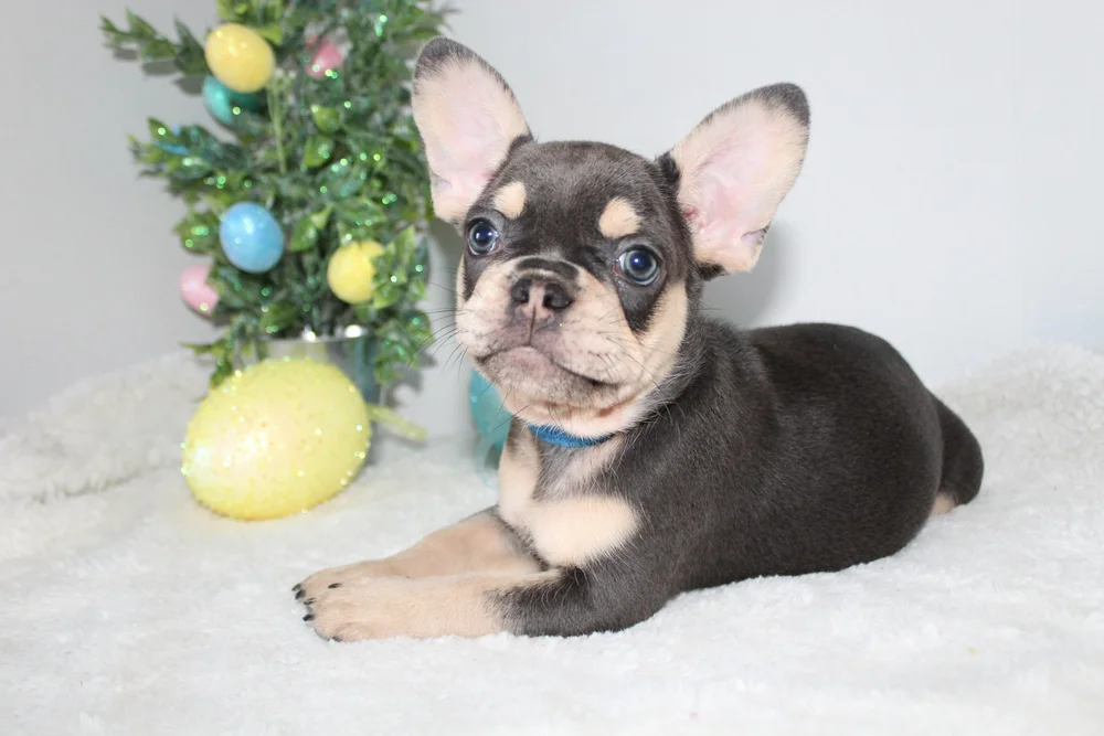 French Bulldog Puppies available now! Delivery to all 50 states. — TOP ...