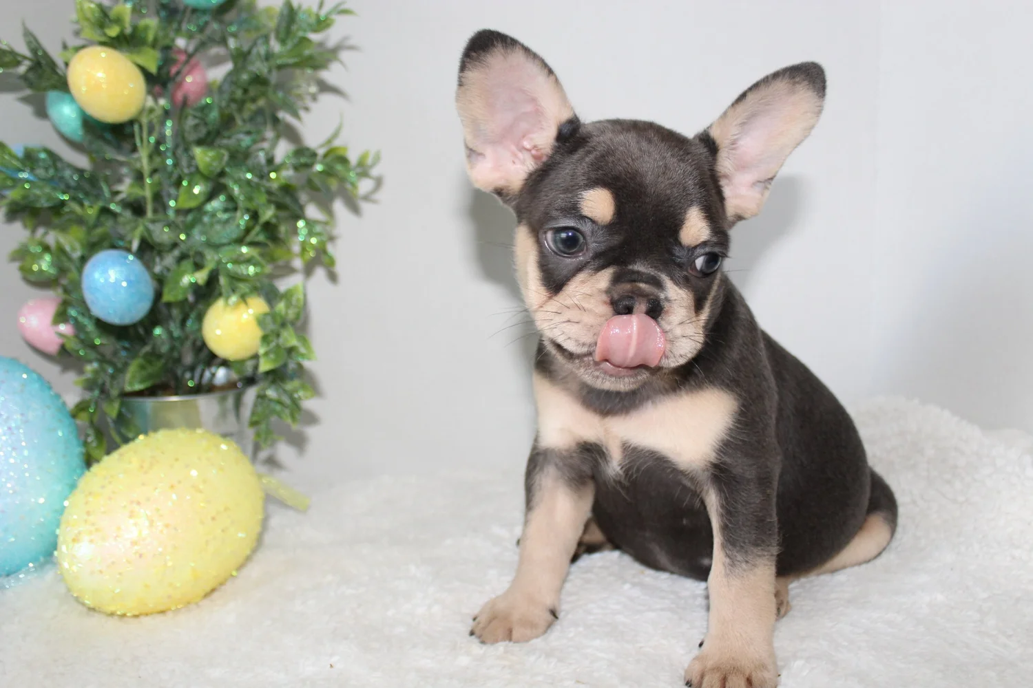 French Bulldog Puppies available now! Delivery to all 50 states. — TOP ...