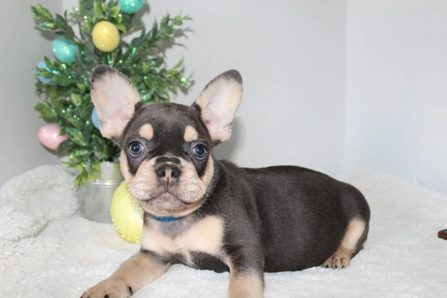 French Bulldog Puppies available now! Delivery to all 50 states. — TOP ...