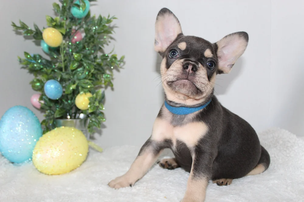 French Bulldog Puppies available now! Delivery to all 50 states. — TOP ...