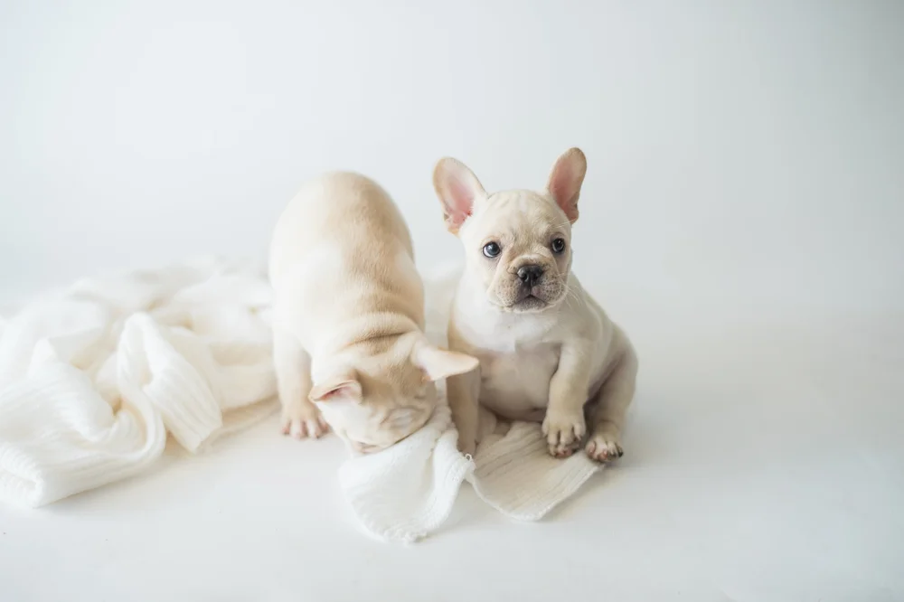 TOP PAW FRENCHIES