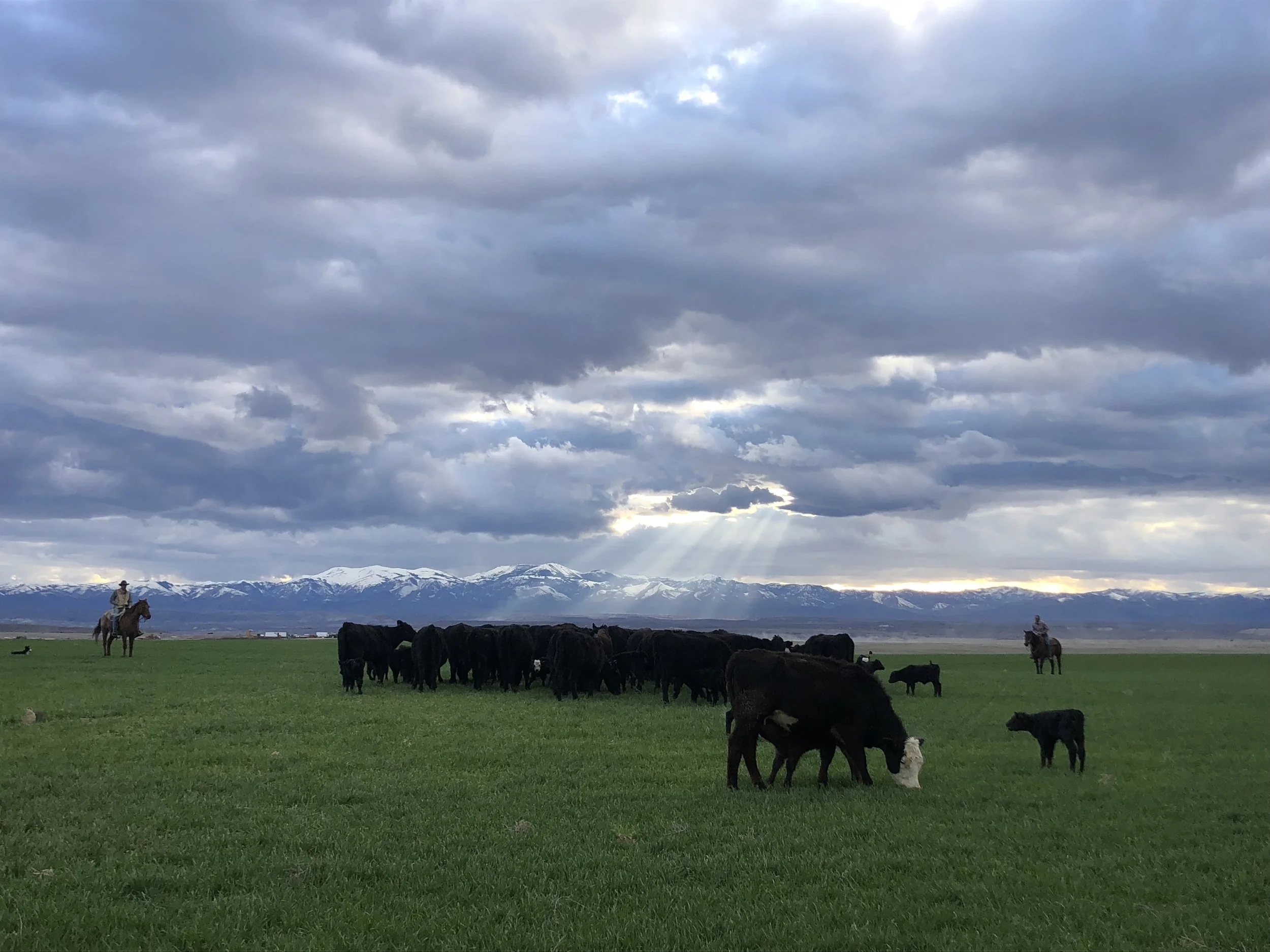 Thomas Cattle Company