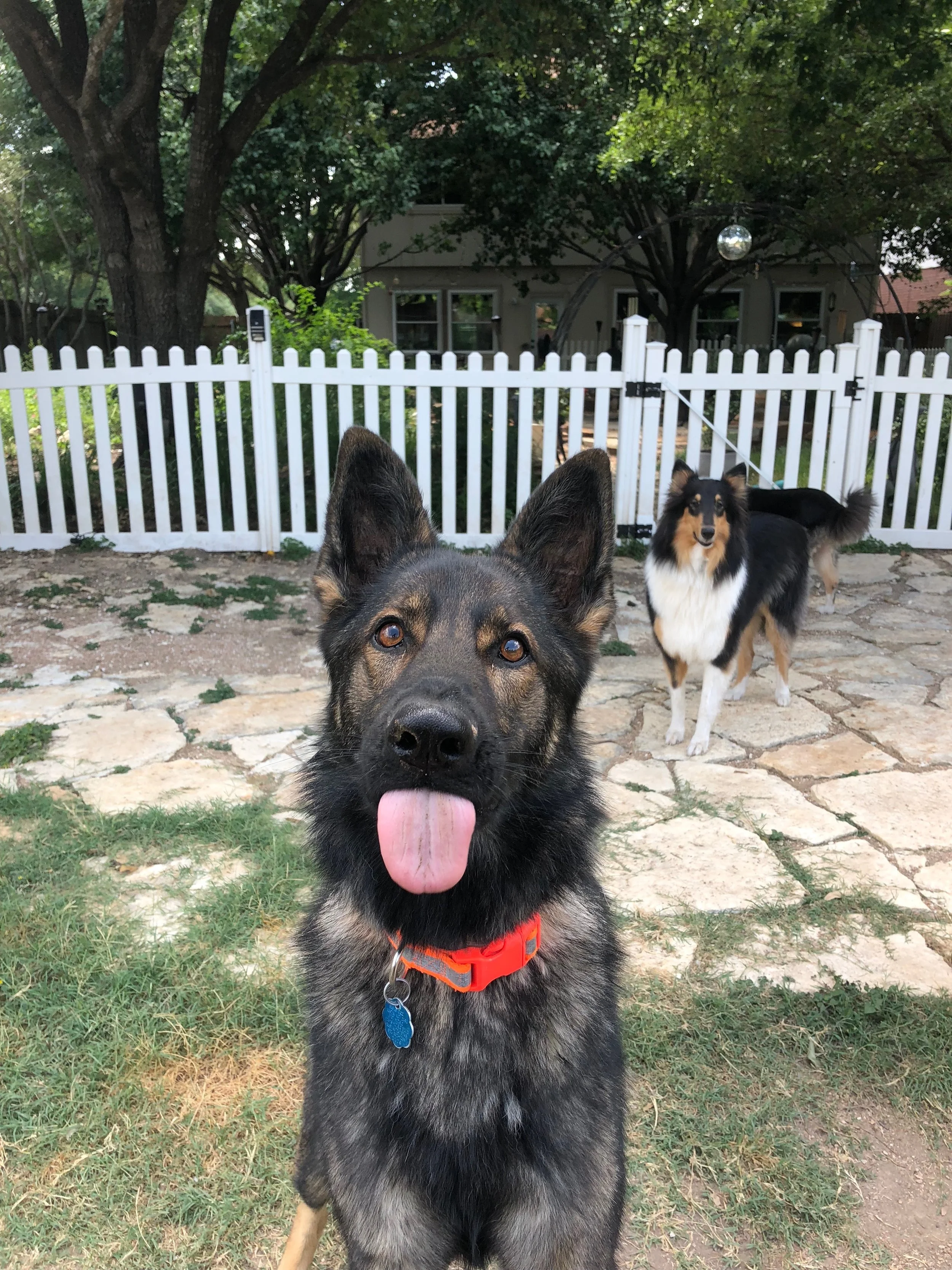 Services — Lucky Star Dog Training