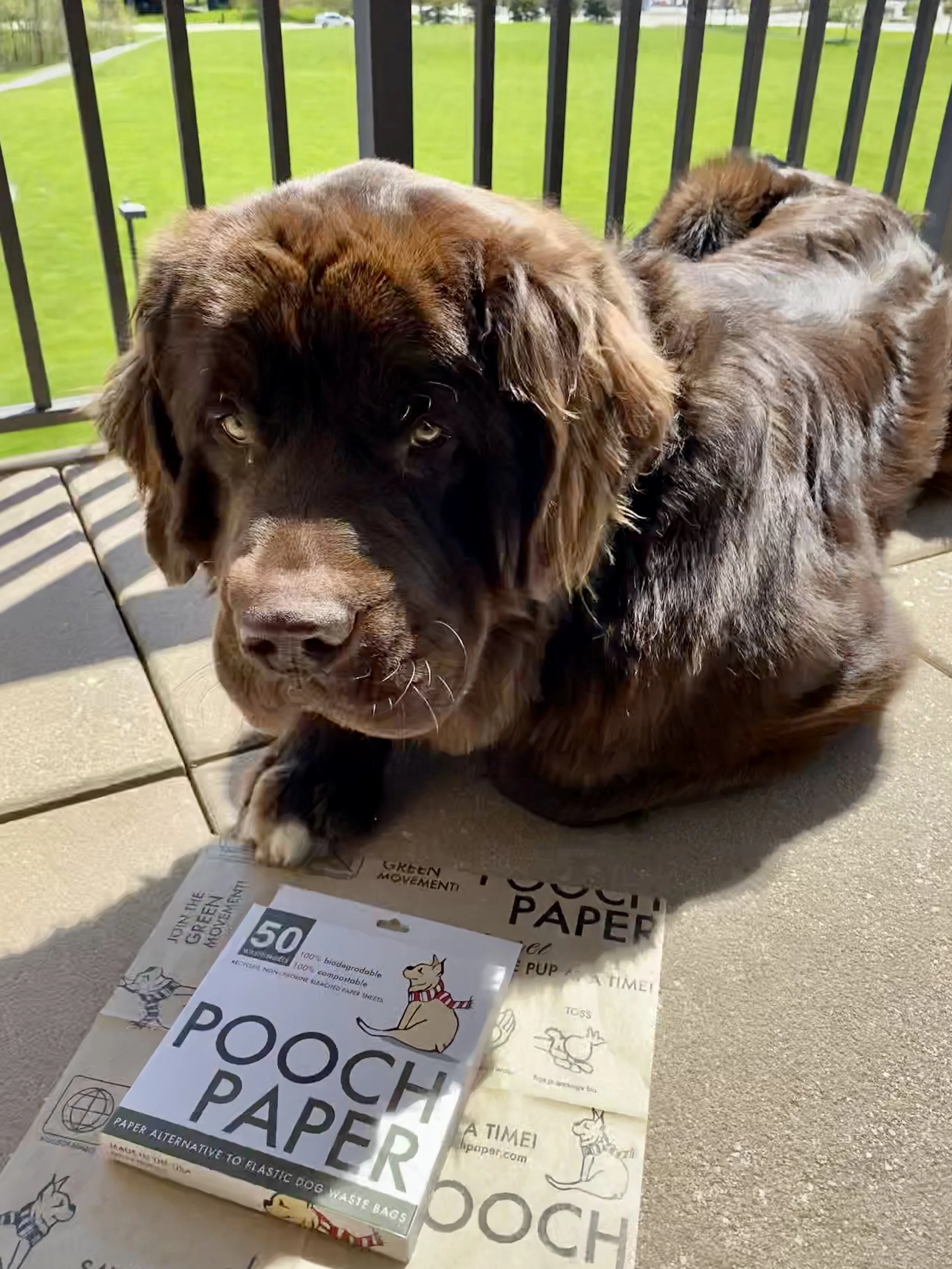 In the Press — Pooch Paper