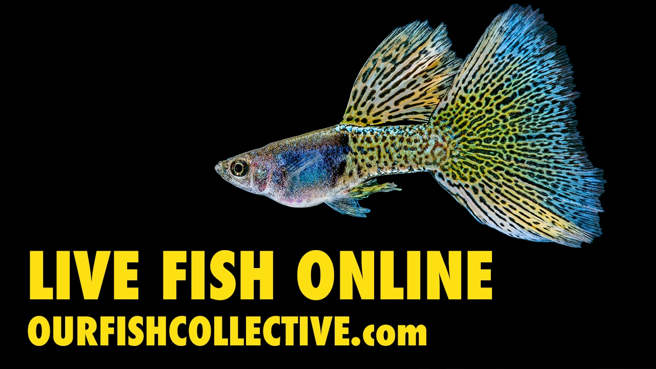 Seachem Prime Vs Safe Water Dechlorinator Review — Bay Area Aquatics