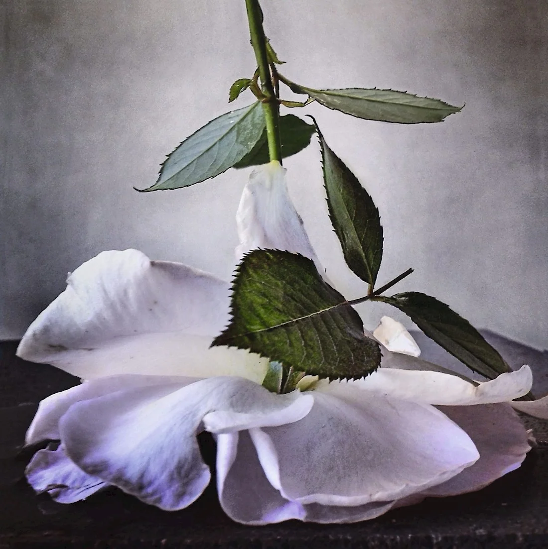 Les Roses au Smartphone de Nick Knight — Nick Knight