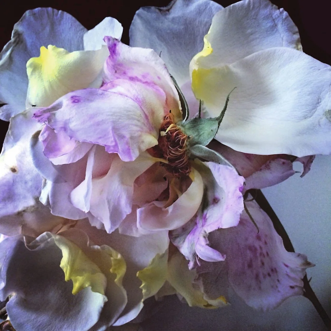 Les Roses au Smartphone de Nick Knight — Nick Knight