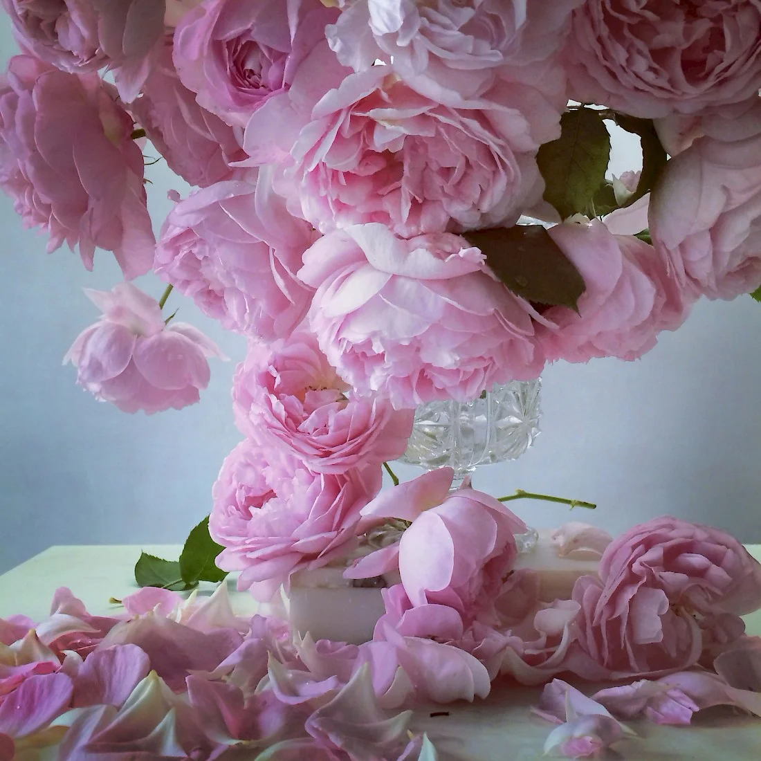 Les Roses au Smartphone de Nick Knight — Nick Knight