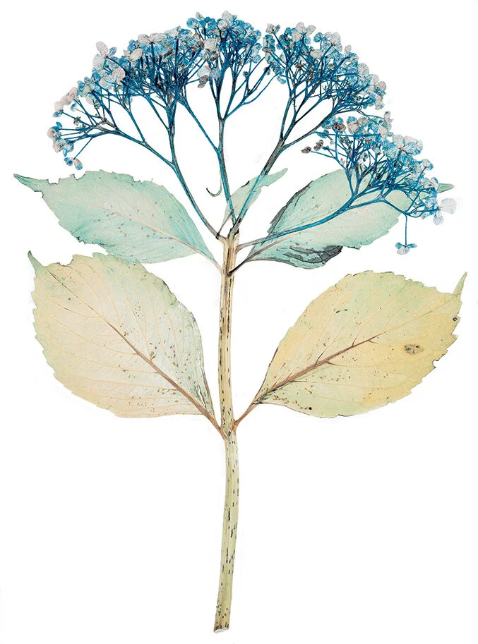 These painstakingly preserved plants are still radiant centuries later ...
