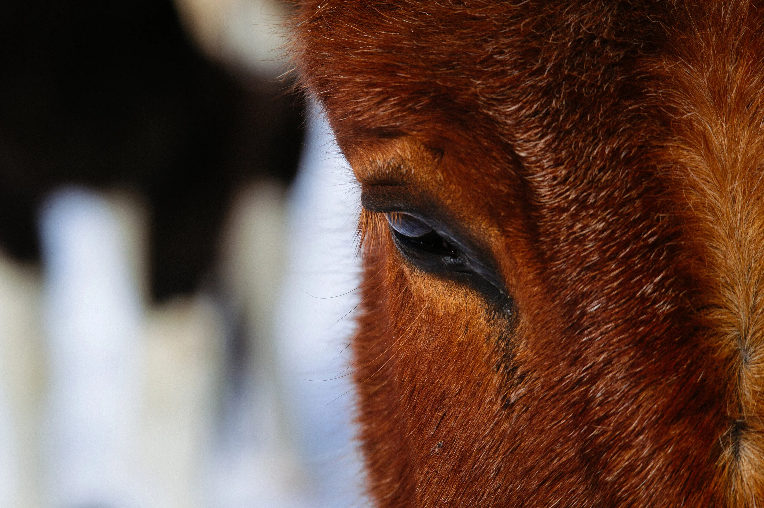 Uveitis In Horses