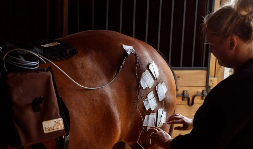 Brooke Drassal Equine Bodywork