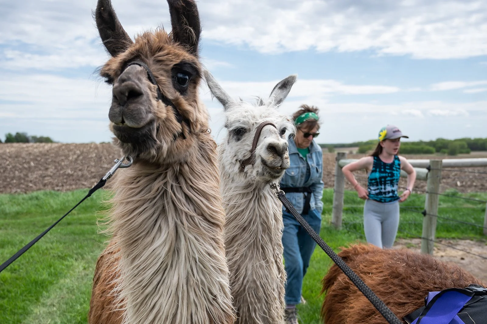 Llamas — The Hayloft