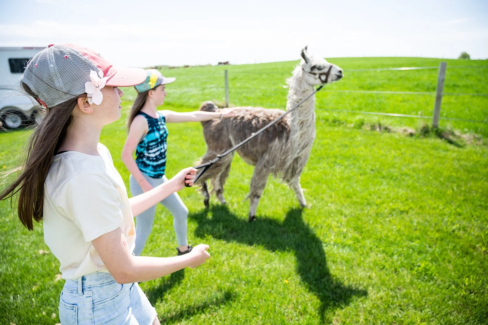 Hike with a llamas: A Llamazing Adventure Awaits! In St.Paul, Minnesota ...
