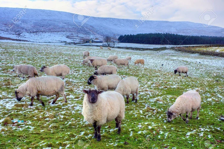 Winter Grazing: Tips for Sheep Management — Roots of Resilience