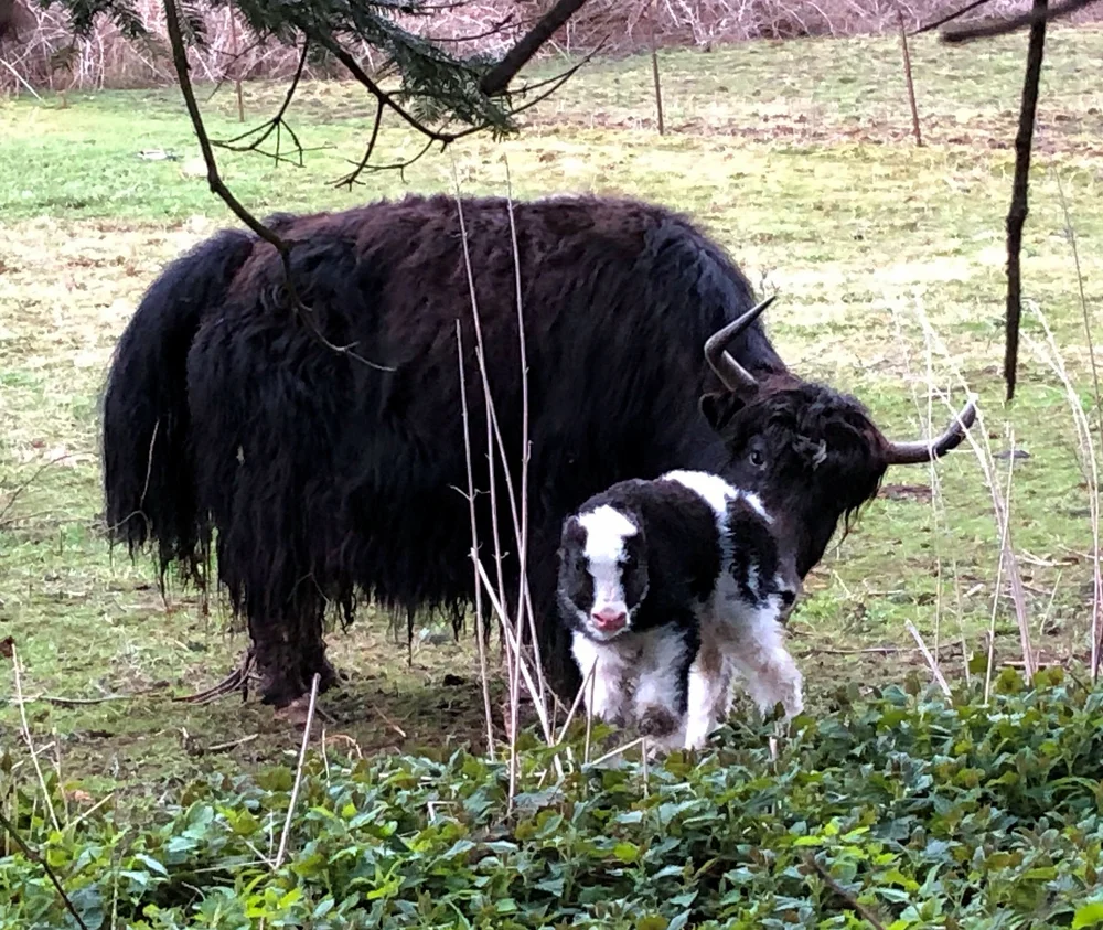 A Yak in My Classroom, Part 4: A Hard Road (for a Yak) to Plow — Roots ...