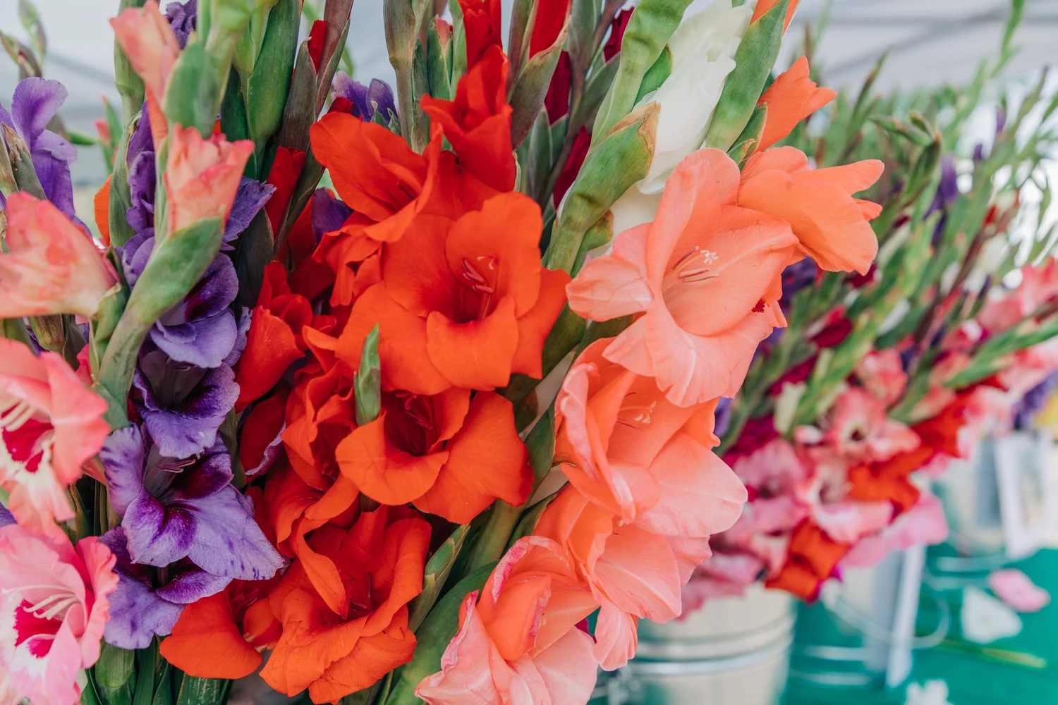 Cherry Creek Fresh Market