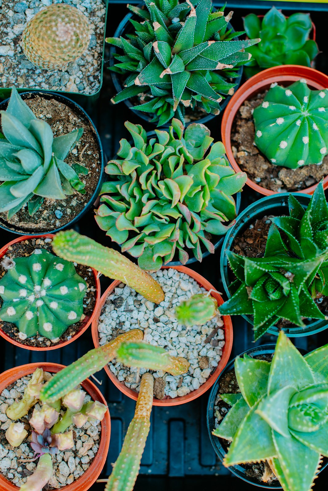 About — Cherry Creek Fresh Market