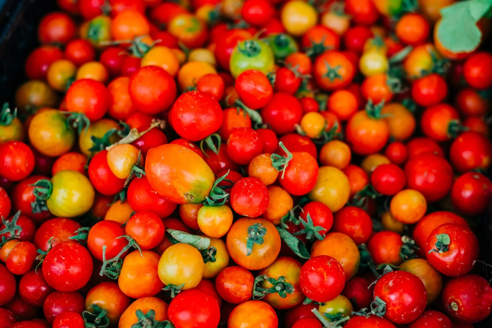 colorado fresh markets