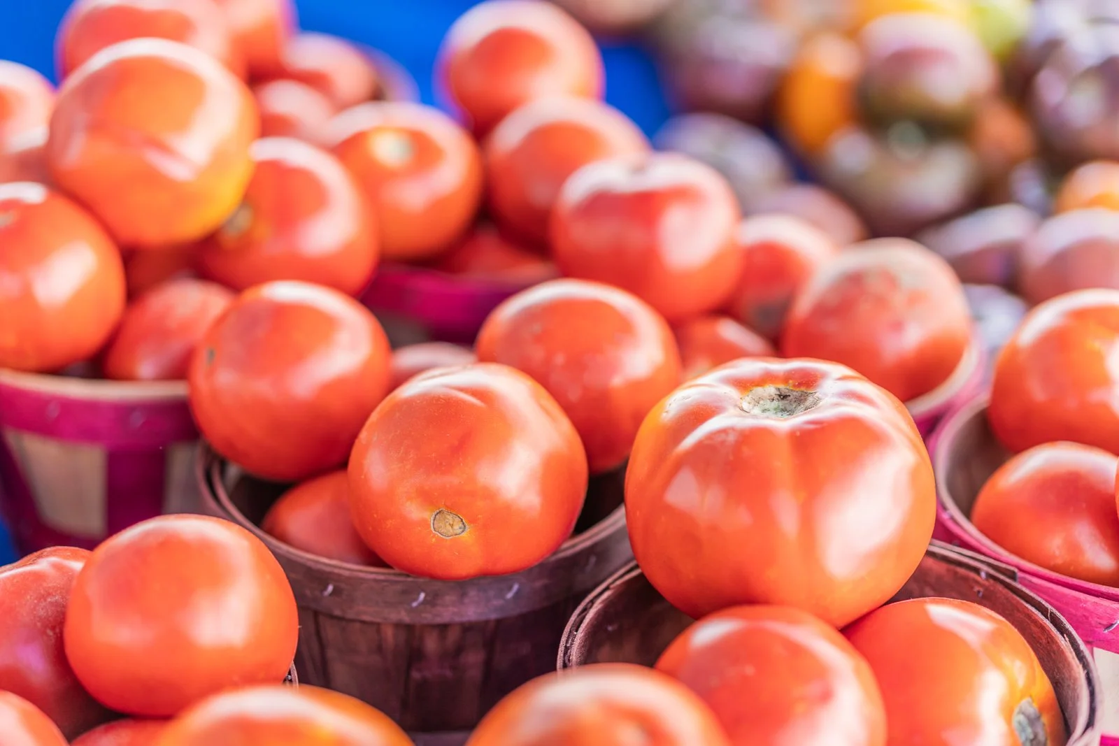 Vendors | Discover Local Vendors Today — Cherry Creek Fresh Market